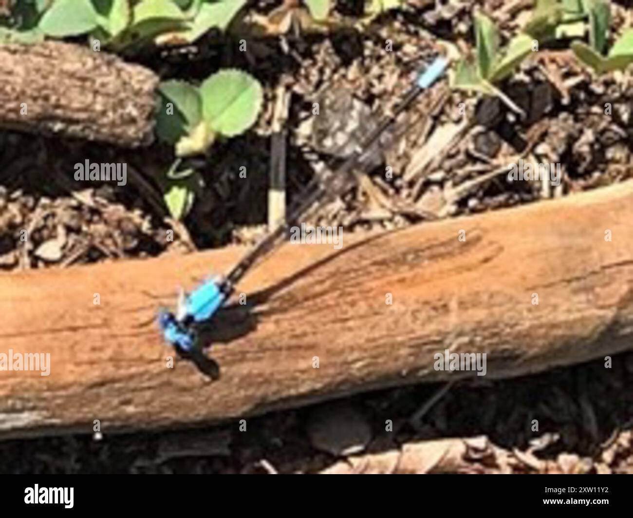 Blue-fronted Dancer (Argia apicalis) Insecta Stock Photo - Alamy