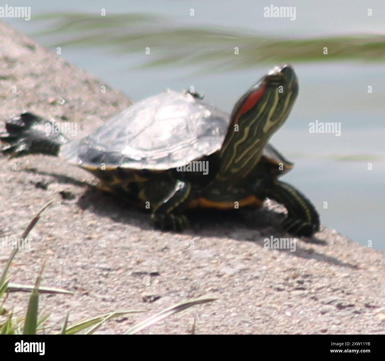 Pond Slider (Trachemys scripta) Reptilia Stock Photo - Alamy