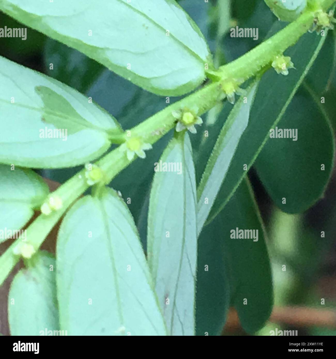 Chamberbitter (Phyllanthus urinaria) Plantae Stock Photo - Alamy