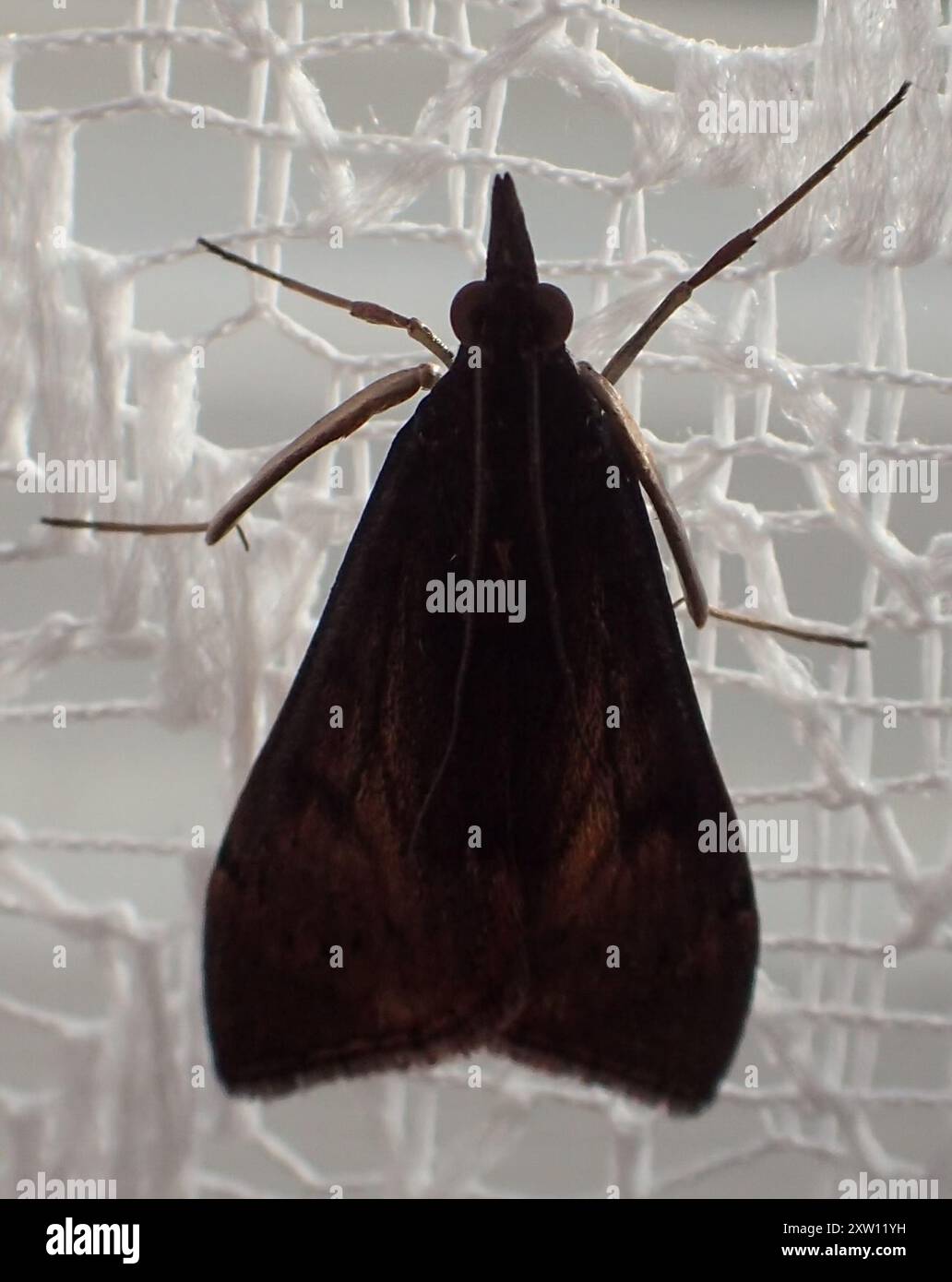 Tree Lucerne Moth (Uresiphita ornithopteralis) Insecta Stock Photo - Alamy