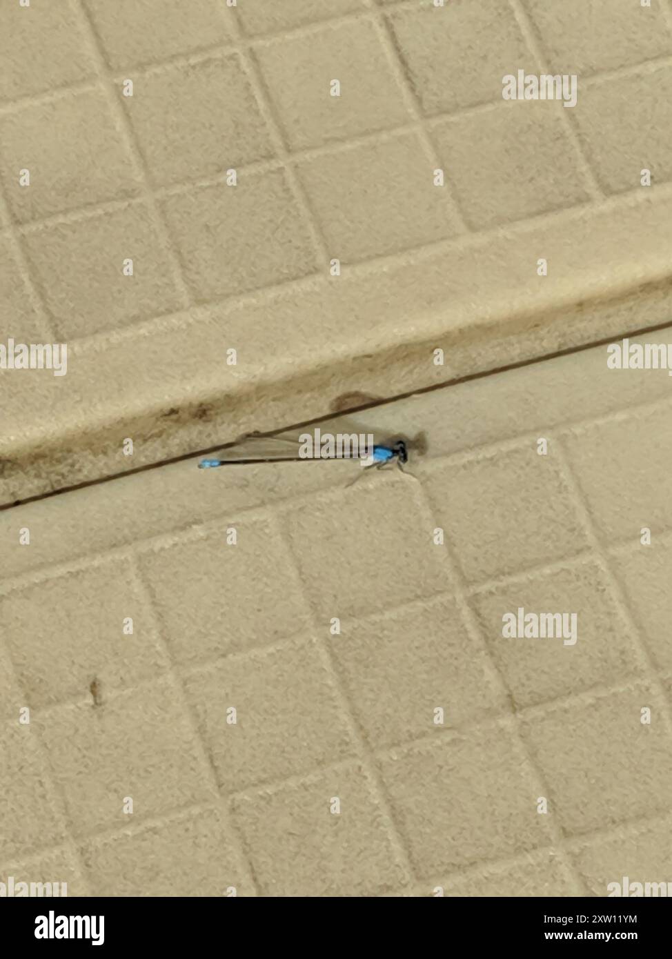 Blue-fronted Dancer (Argia apicalis) Insecta Stock Photo - Alamy