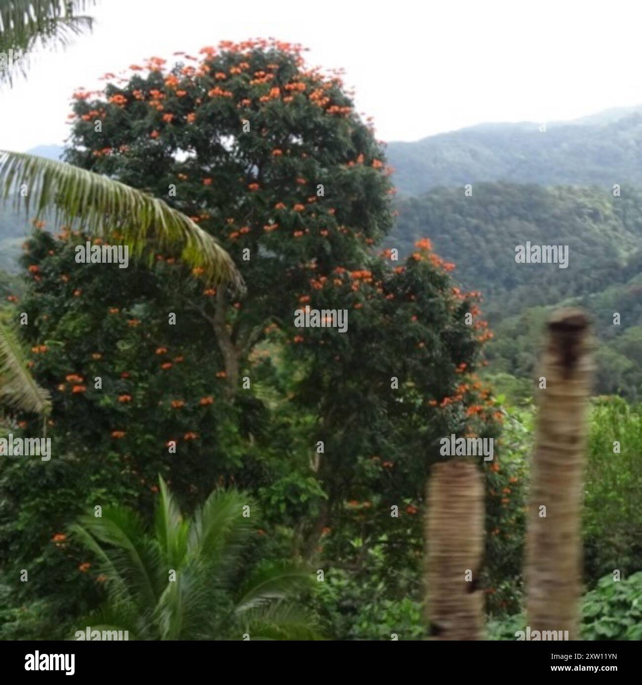 African tulip tree (Spathodea campanulata) Plantae Stock Photo - Alamy