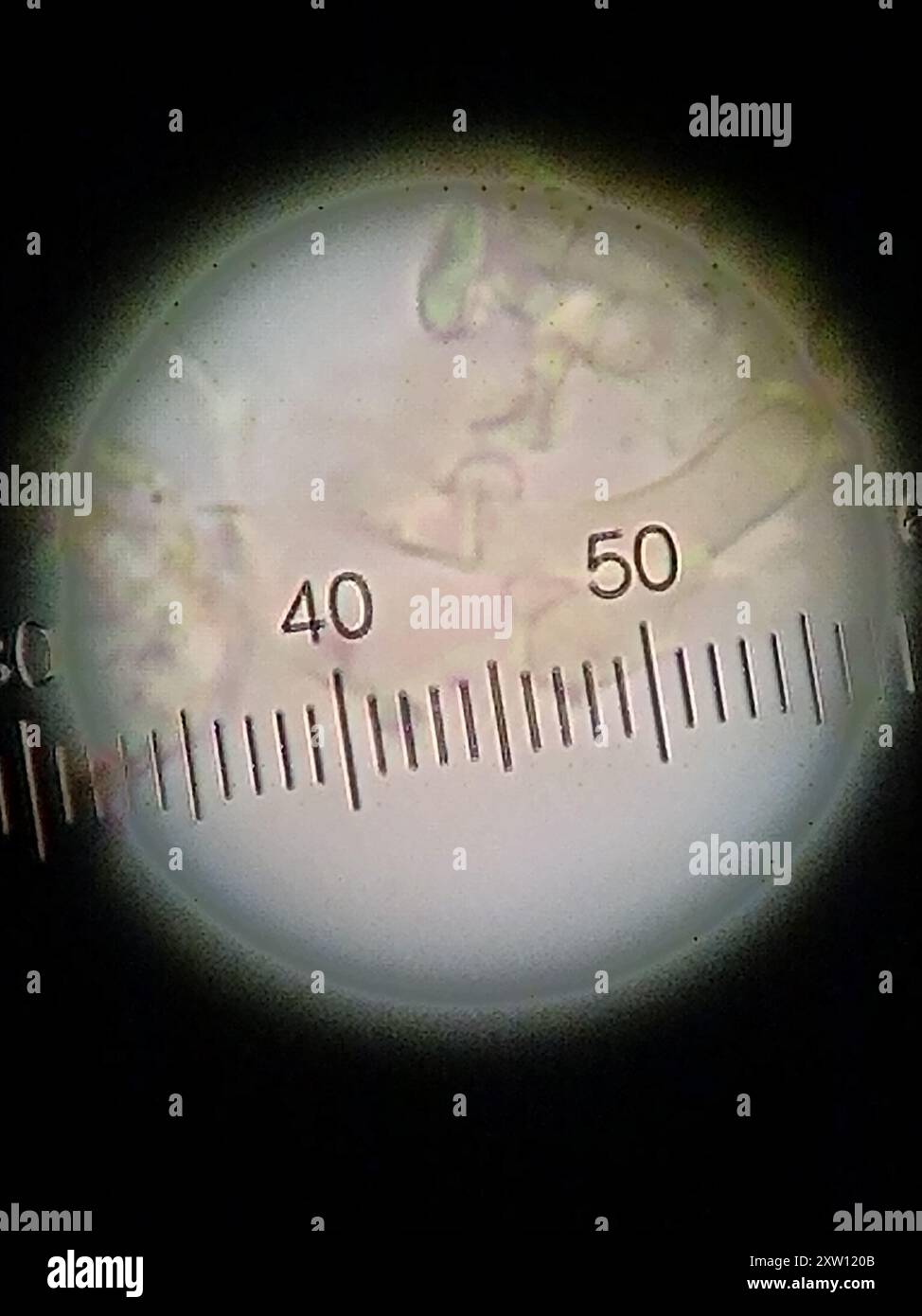 (Xylodon flaviporus) Fungi Stock Photo - Alamy