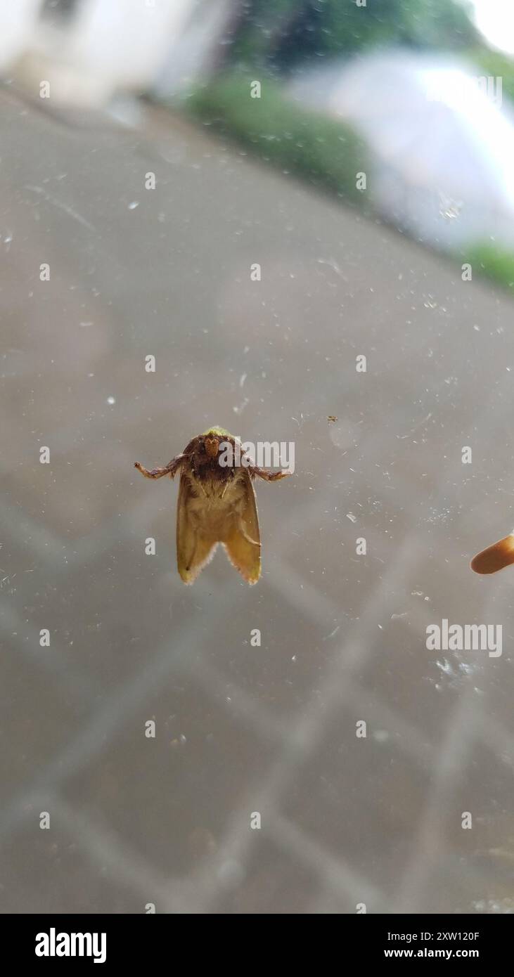 (Parasa wellesca) Insecta Stock Photo - Alamy