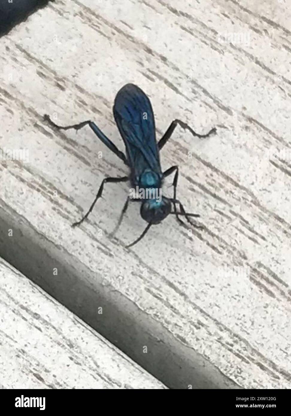 Nearctic Blue Mud-dauber Wasp (Chalybion californicum) Insecta Stock ...