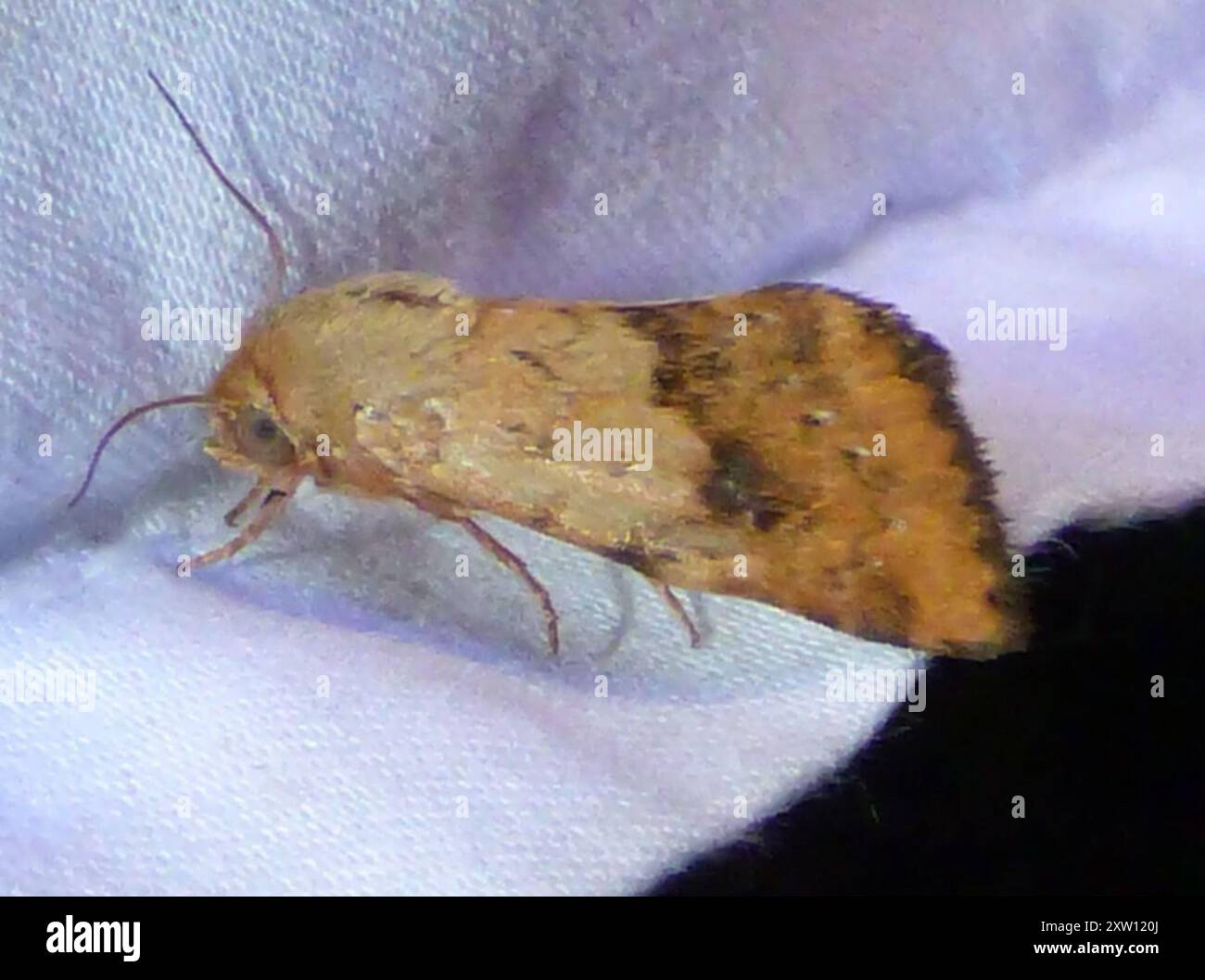 Spotted Straw Moth (Heliocheilus lupatus) Insecta Stock Photo - Alamy