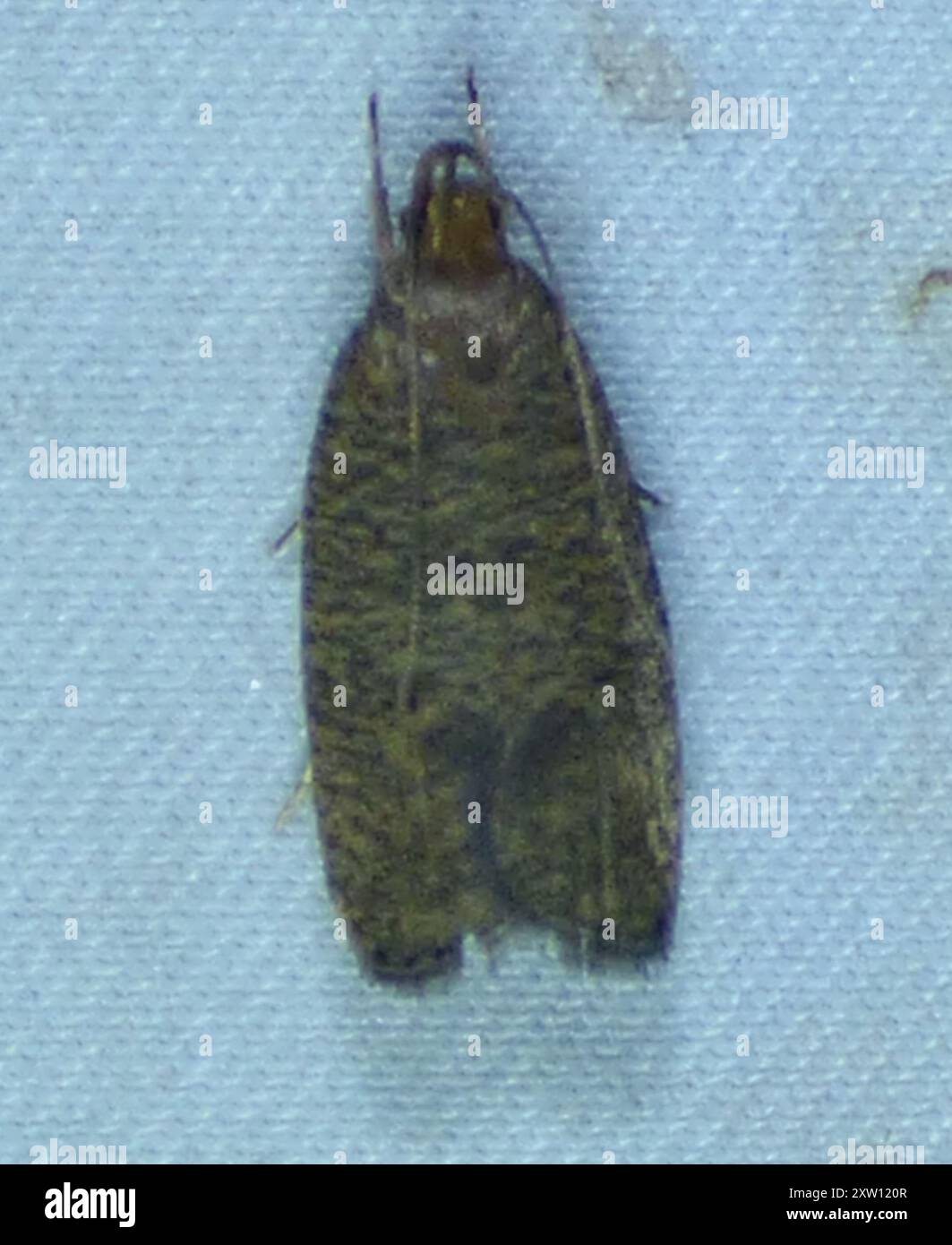 Dotted Leaftier Moth (Psilocorsis reflexella) Insecta Stock Photo - Alamy