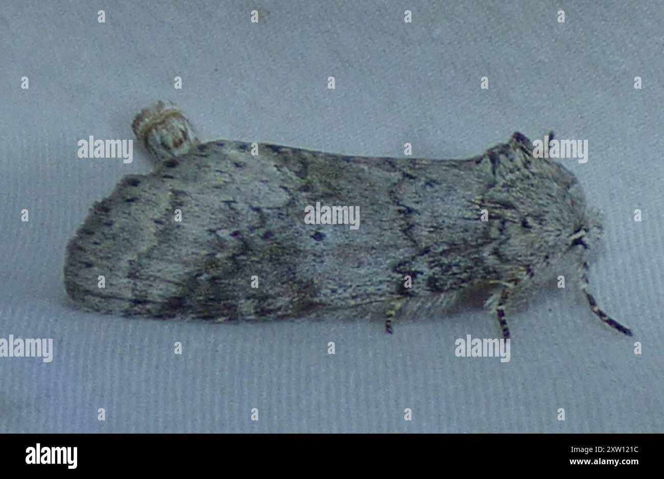 Variable Oakleaf Caterpillar Moth (Lochmaeus manteo) Insecta Stock ...