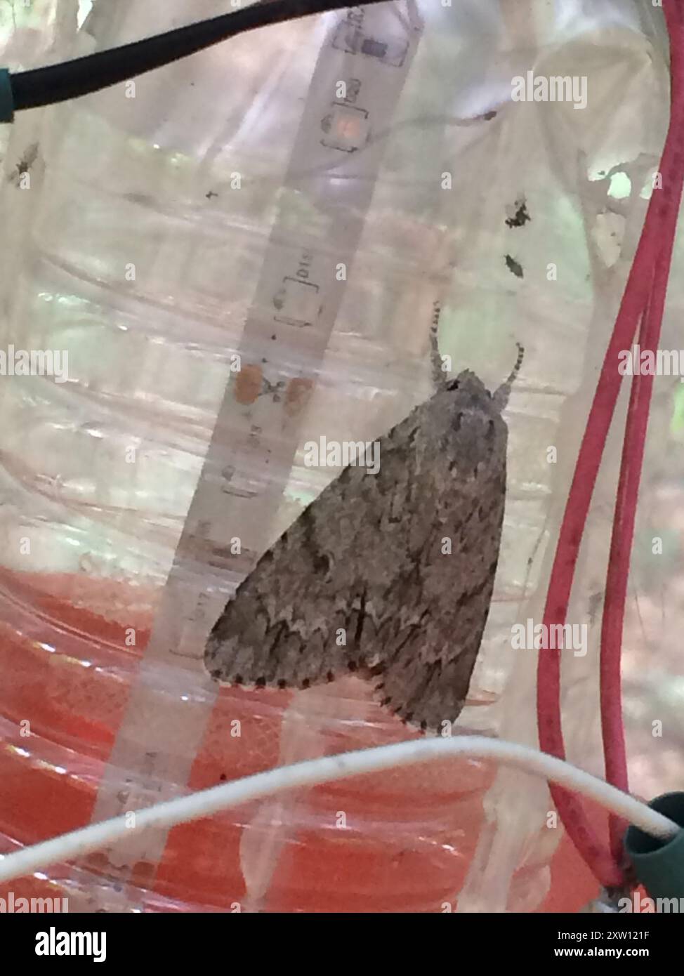American Dagger (Acronicta americana) Insecta Stock Photo - Alamy