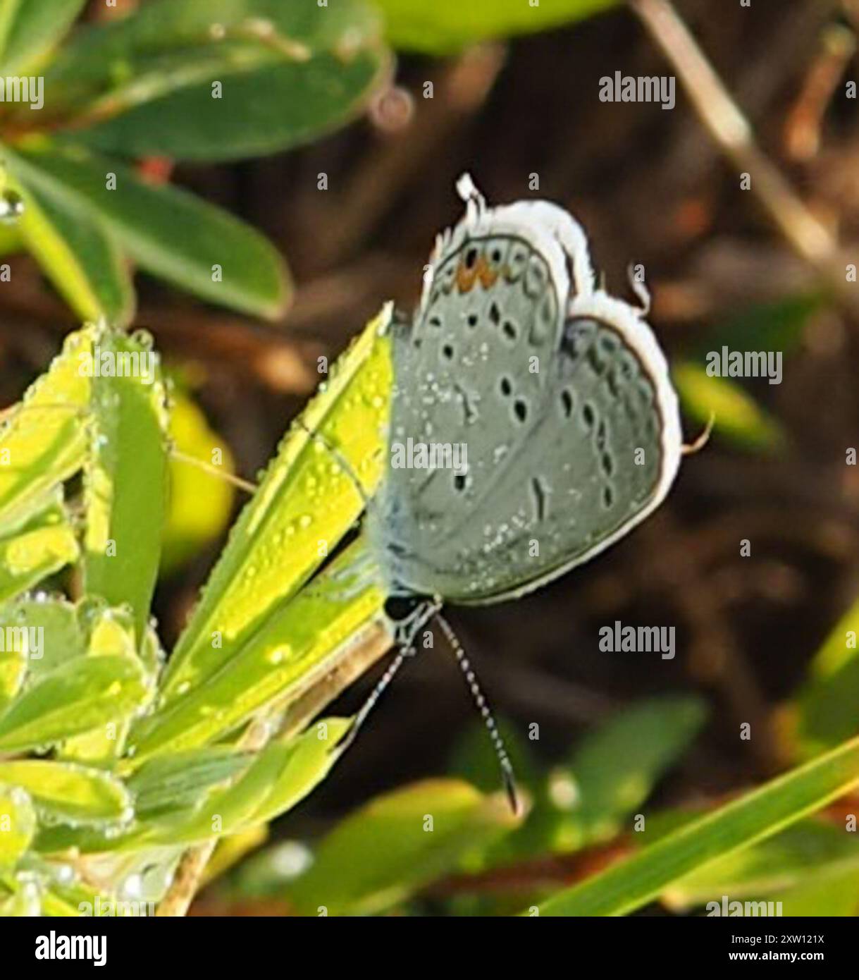 Eastern Tailed-Blue (Cupido comyntas) Insecta Stock Photo - Alamy