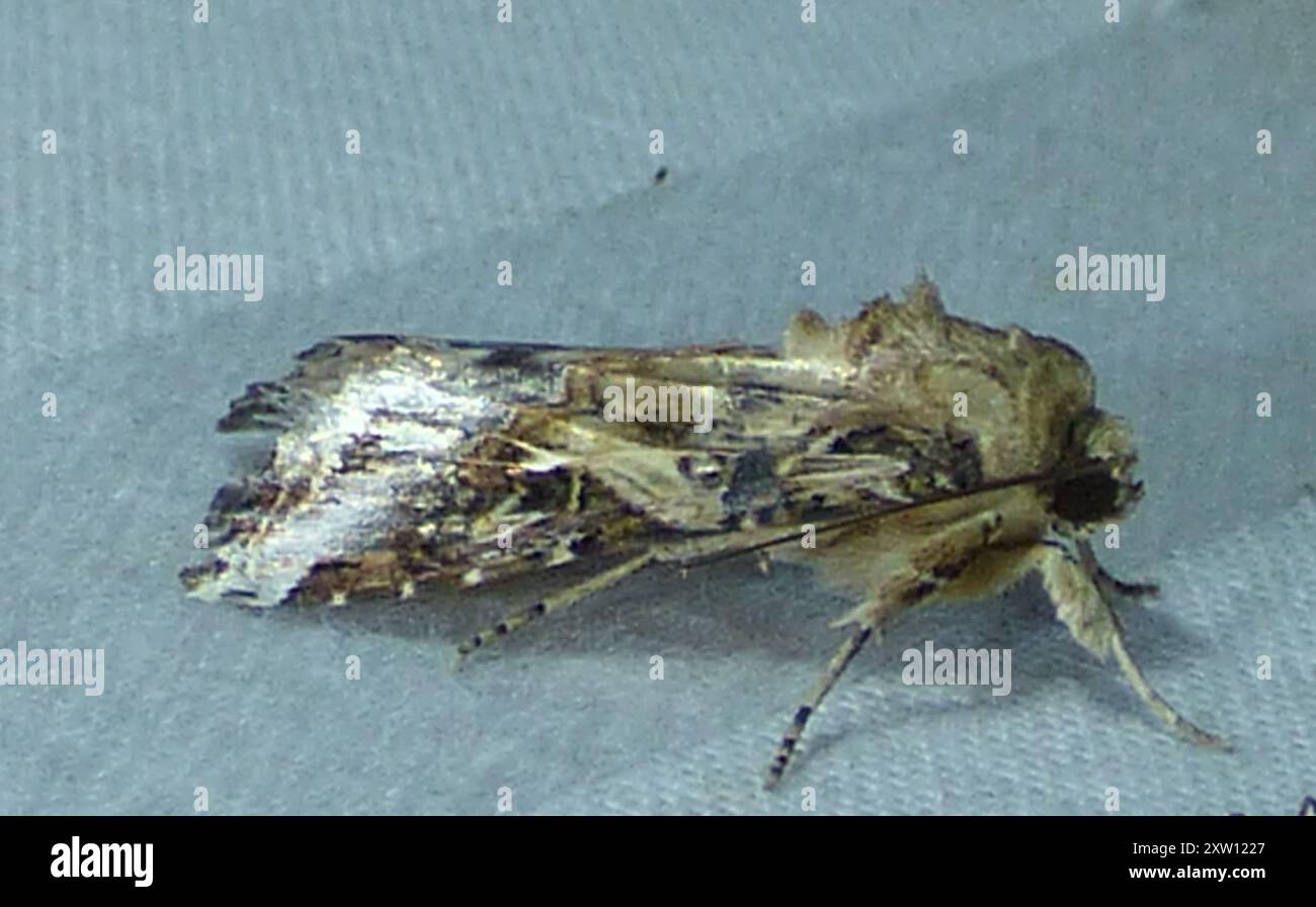 Yellow-striped Armyworm Moth (Spodoptera ornithogalli) Insecta Stock ...