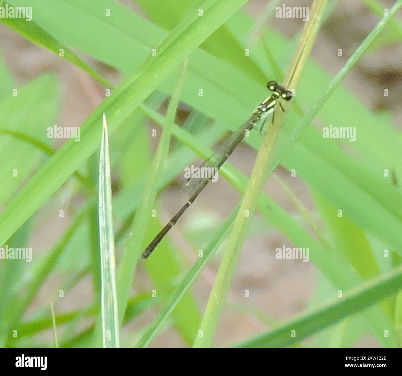 Fragile Forktail (Ischnura posita) Insecta Stock Photo - Alamy