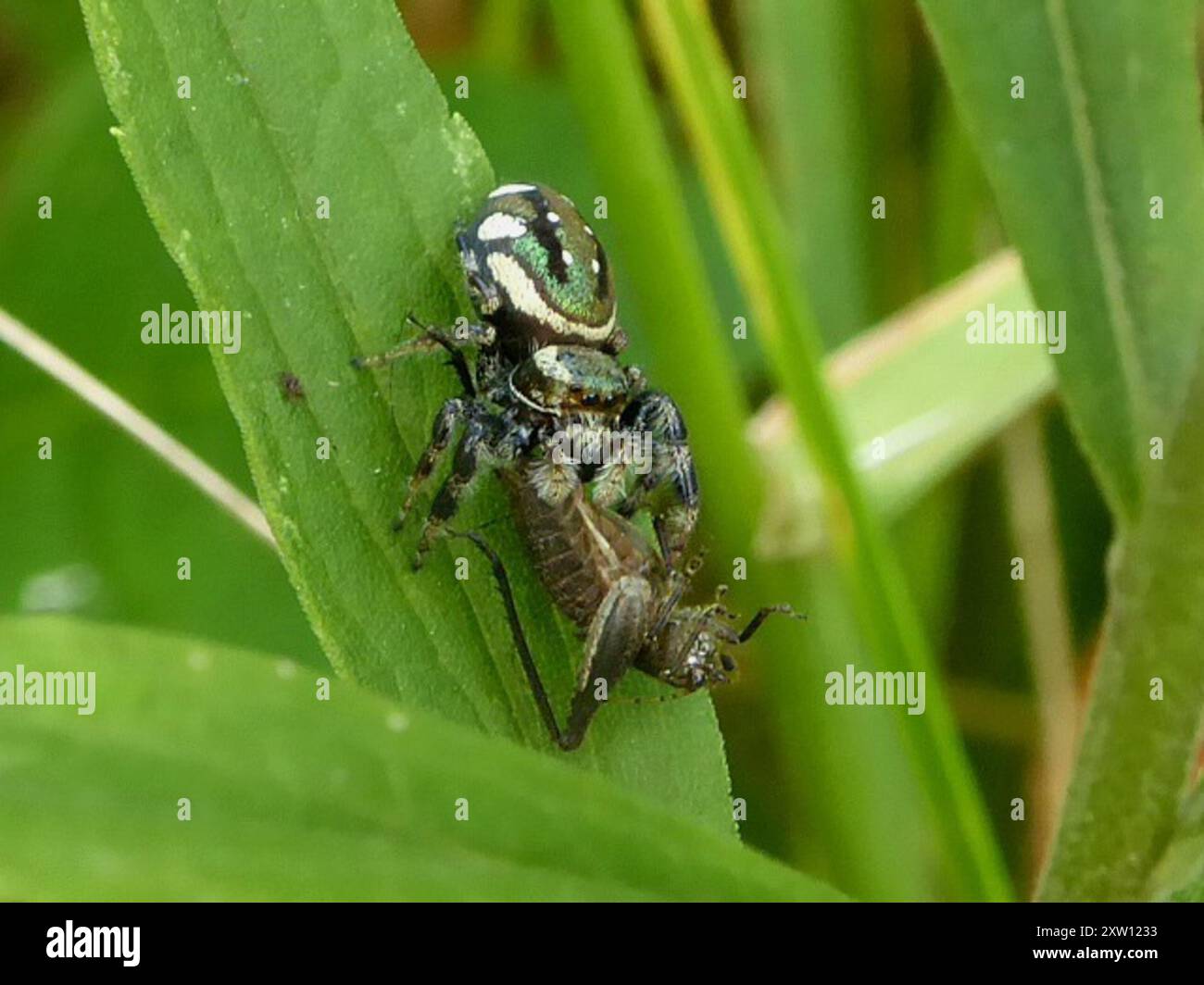 Golden Jumping Spider (Paraphidippus aurantius) Arachnida Stock Photo ...