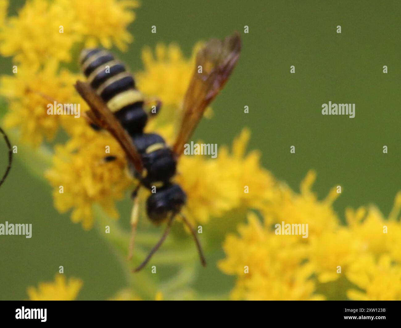 Typical Weevil Wasps and Allies (Cerceris) Insecta Stock Photo - Alamy