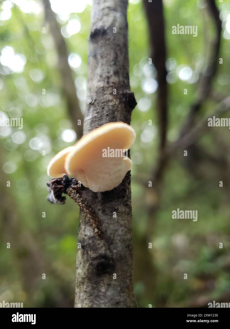 hexagonal-pored polypore (Neofavolus alveolaris) Fungi Stock Photo - Alamy