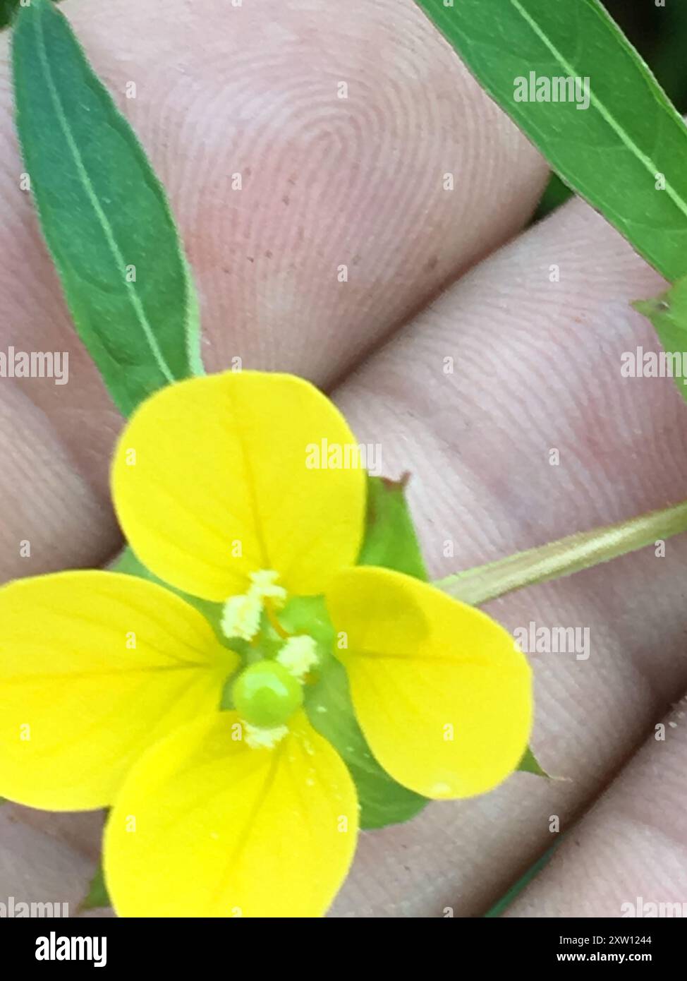 Seedbox hi-res stock photography and images - Alamy