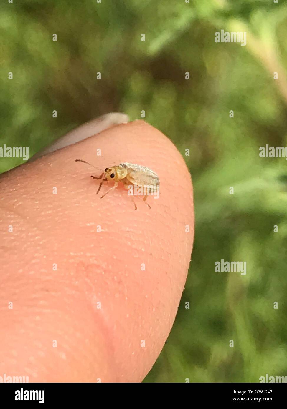 ragweed leaf beetle (Ophraella communa) Insecta Stock Photo - Alamy