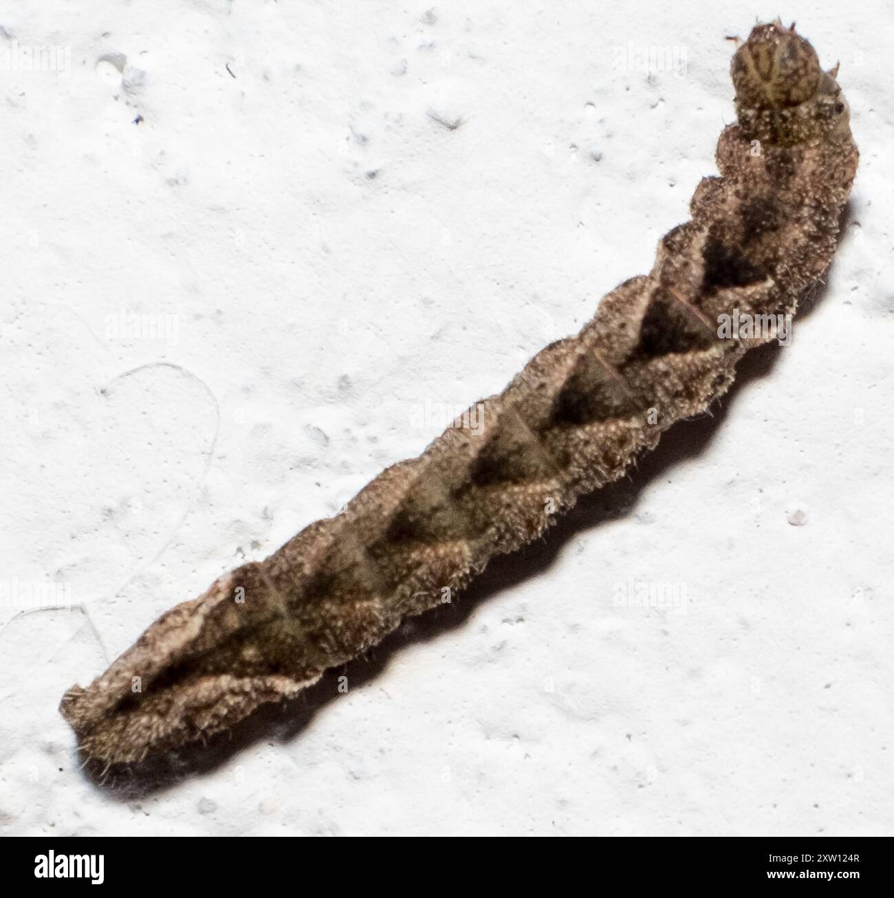 Geometer Moths (Geometridae) Insecta Stock Photo - Alamy