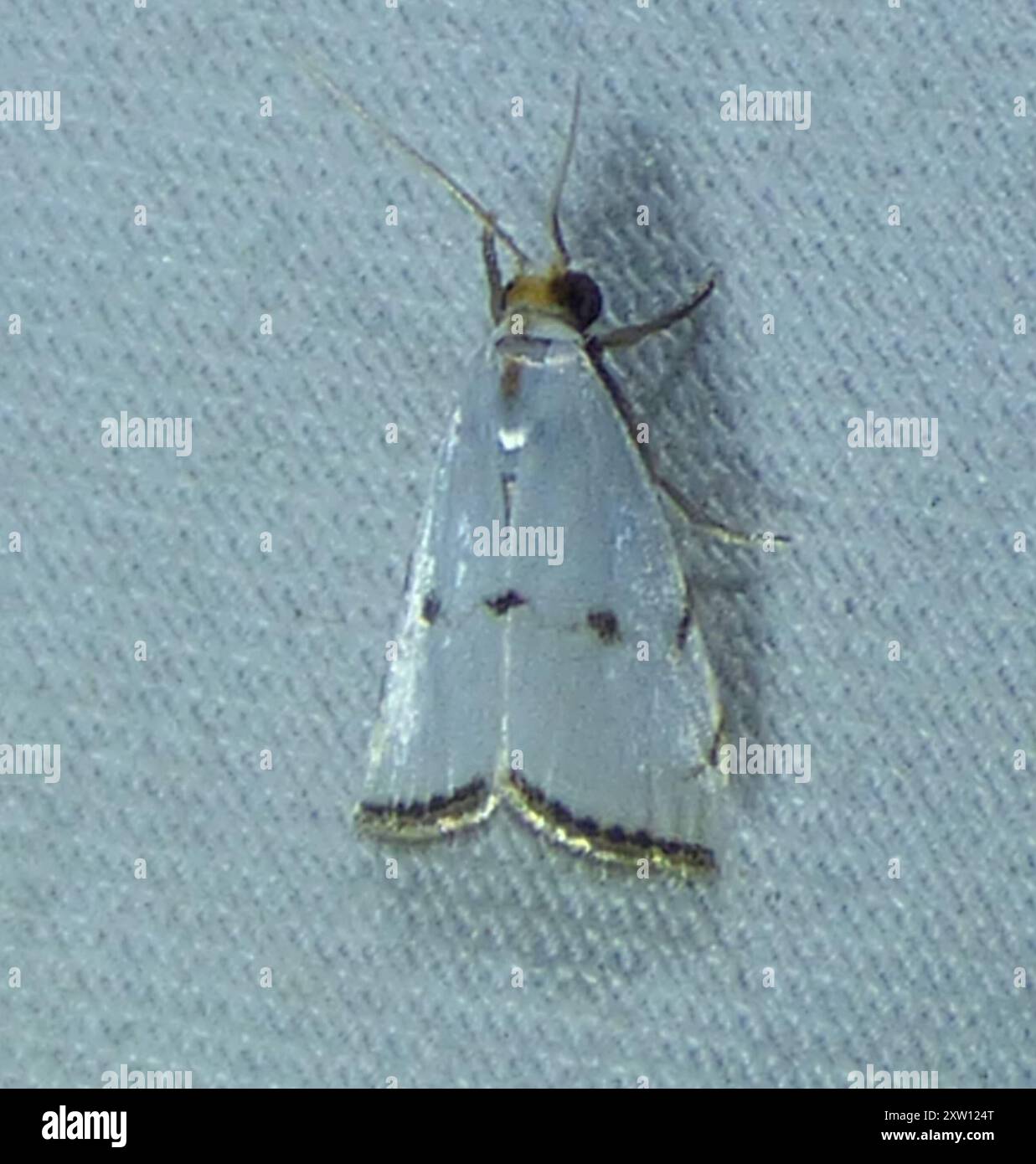 Northern Milky Argyria Moth (Argyria gonogramma) Insecta Stock Photo ...