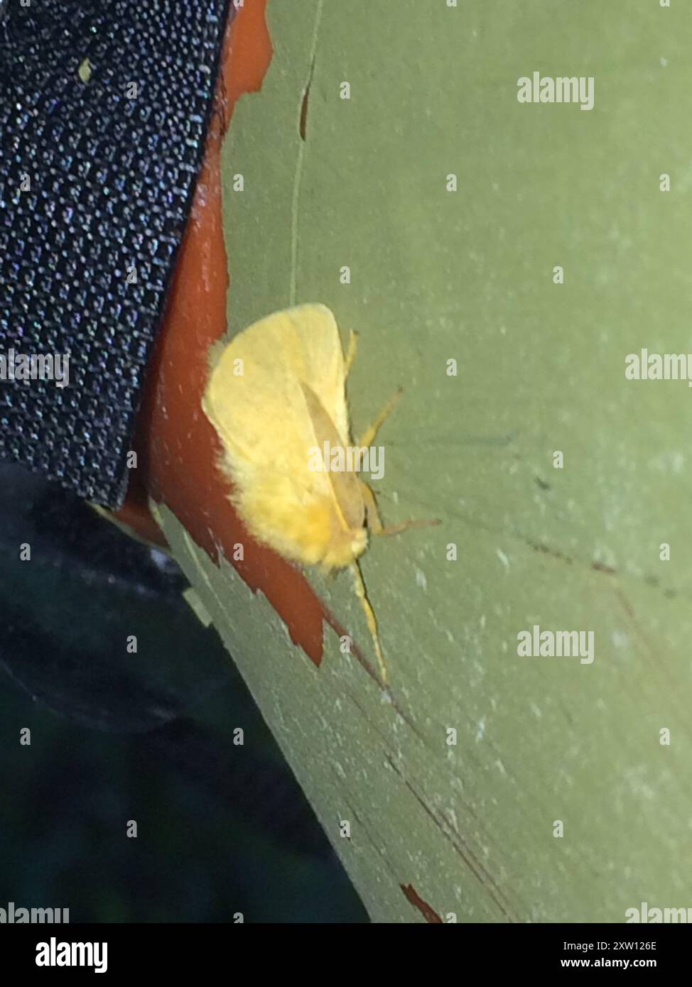 Yellow Flannel Moth (Megalopyge pyxidifera) Insecta Stock Photo - Alamy