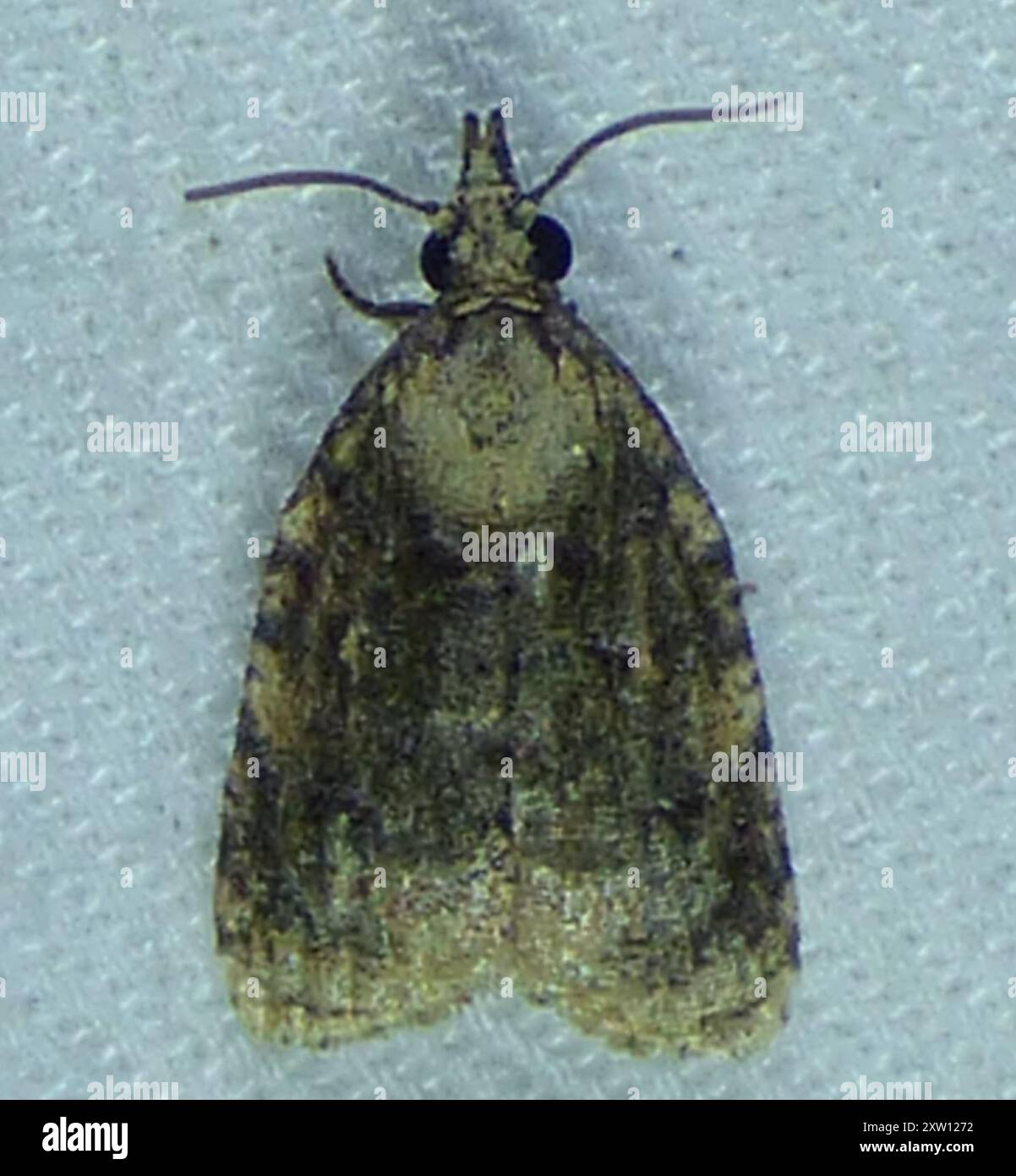 Exasperating Platynota Moth (Platynota exasperatana) Insecta Stock ...