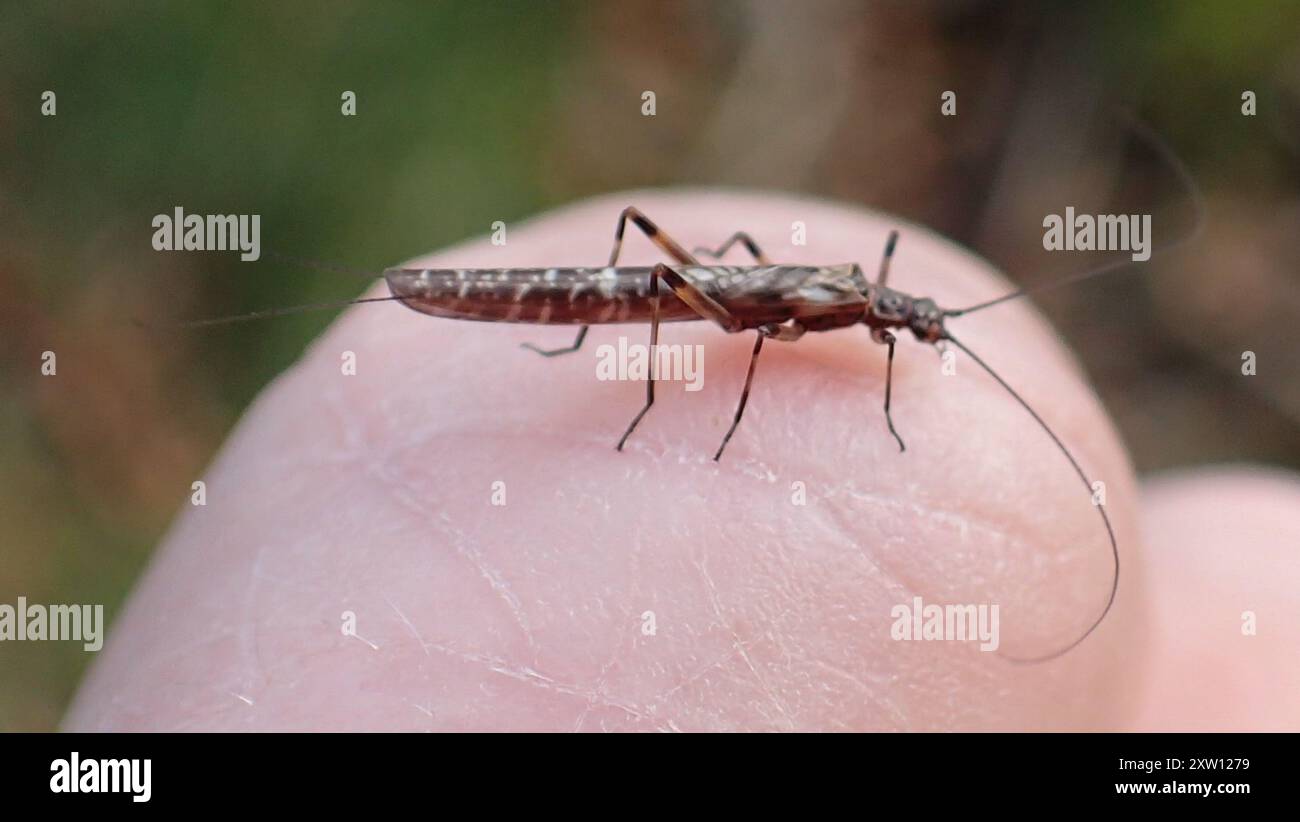 Rolled-winged Stoneflies (Leuctridae) Insecta Stock Photo - Alamy