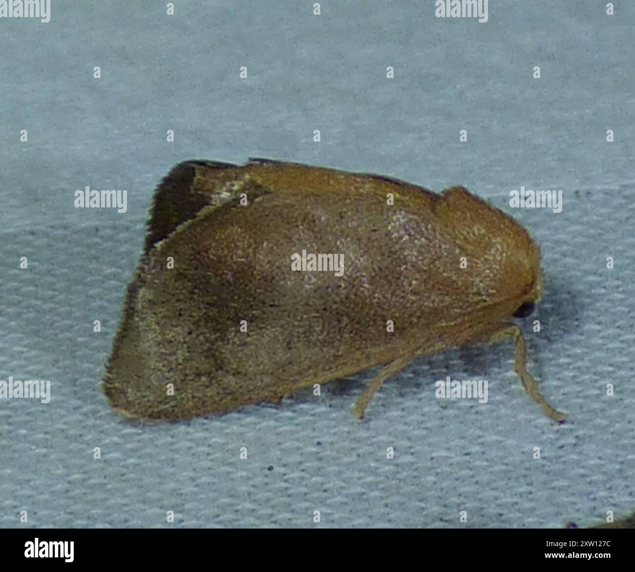 Crowned Slug Moth (Isa textula) Insecta Stock Photo - Alamy