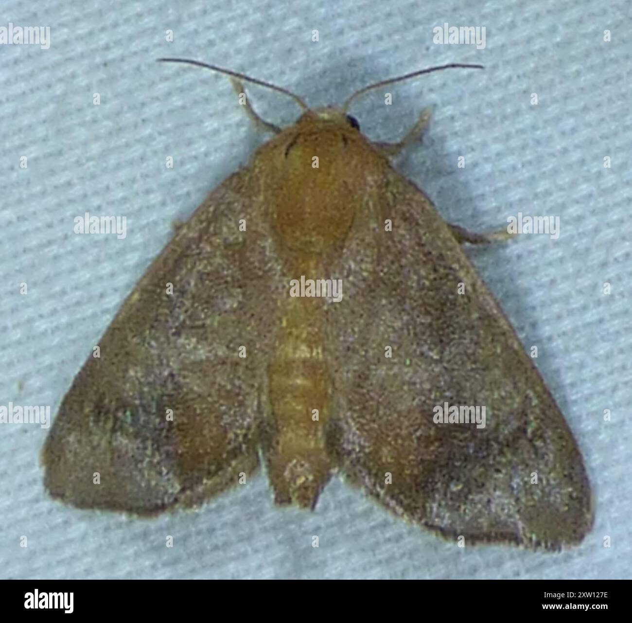 Crowned Slug Moth (Isa textula) Insecta Stock Photo - Alamy