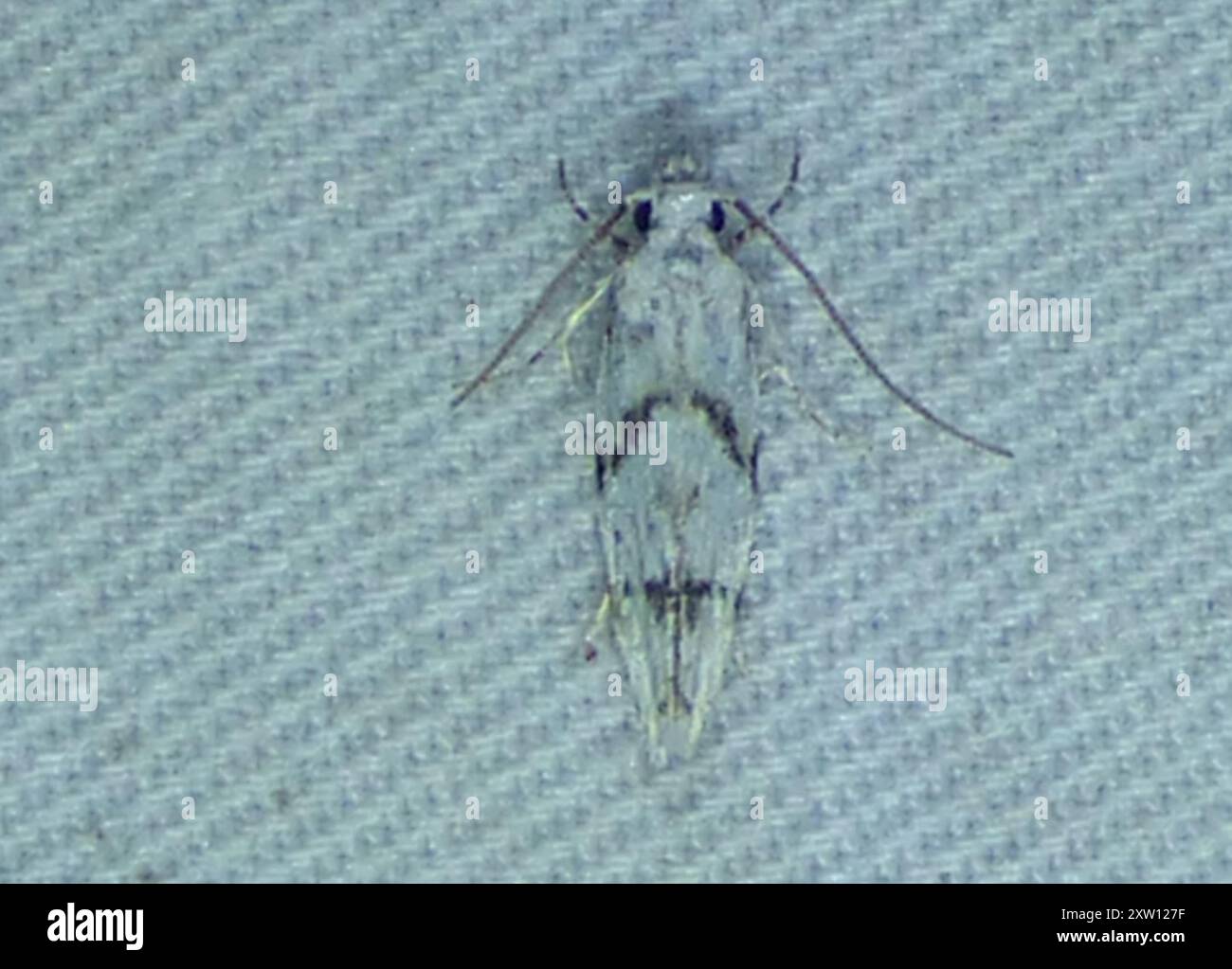 White Stripe-backed Moth (Arogalea cristifasciella) Insecta Stock Photo ...