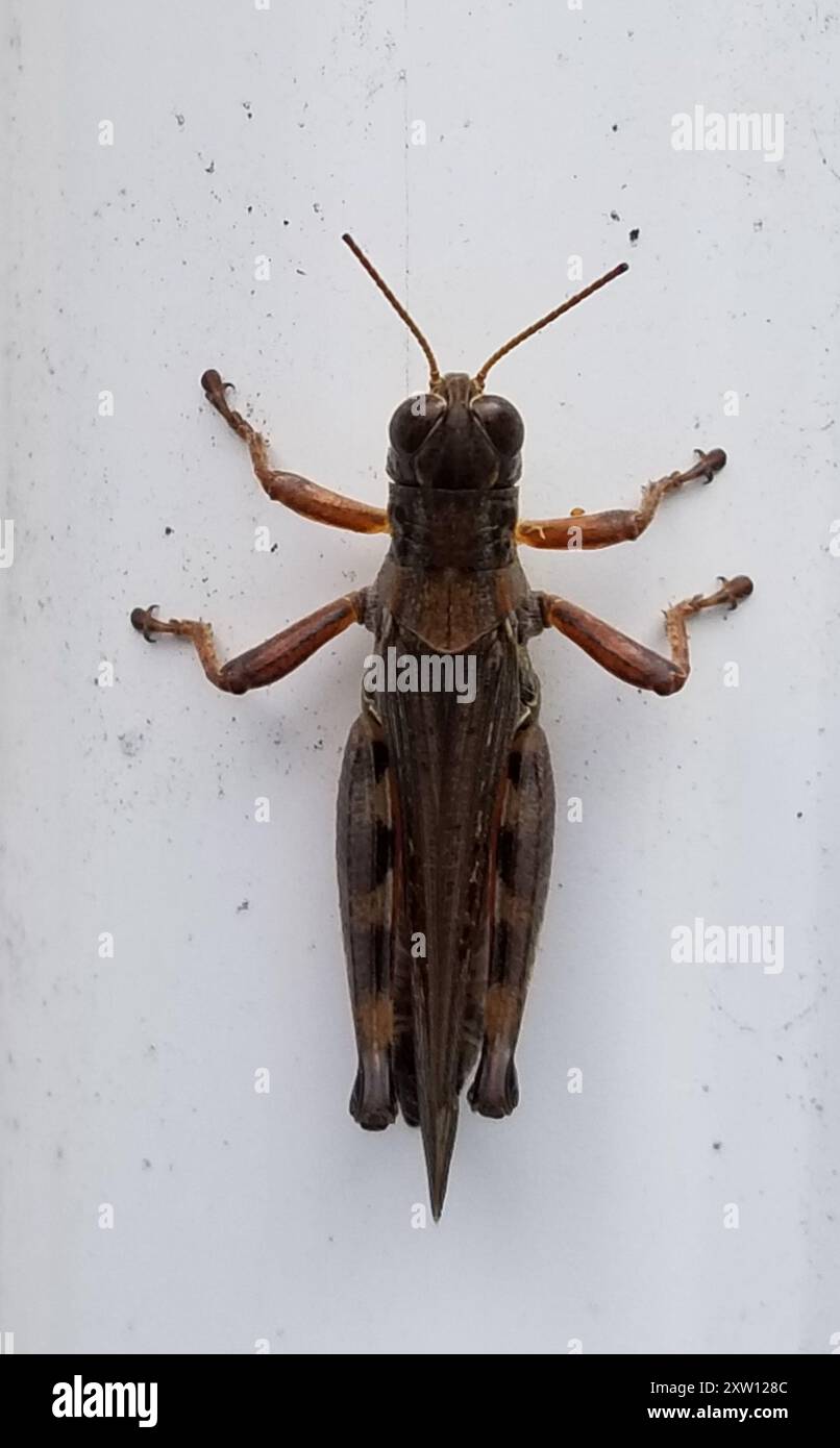 Migratory Grasshopper (Melanoplus sanguinipes) Insecta Stock Photo - Alamy