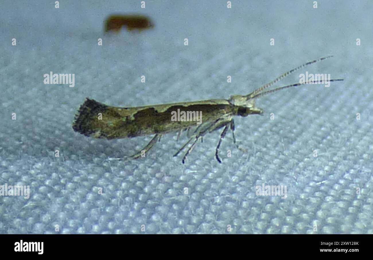 Diamondback Moth (Plutella xylostella) Insecta Stock Photo - Alamy