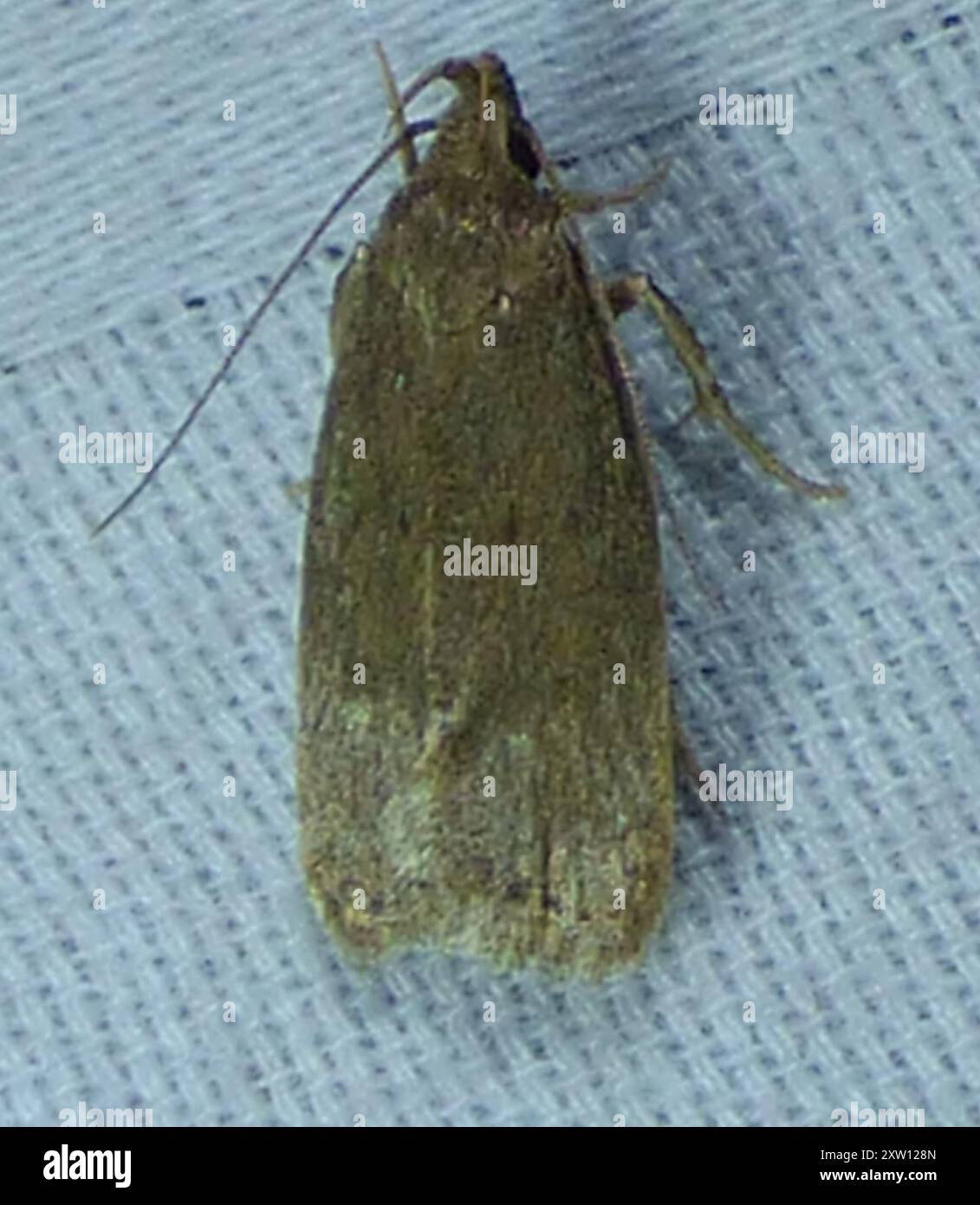 Curved-horn Moths (Gelechioidea) Insecta Stock Photo - Alamy