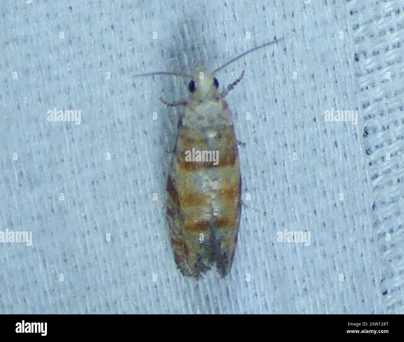 Pine Tip Moths (Rhyacionia) Insecta Stock Photo - Alamy