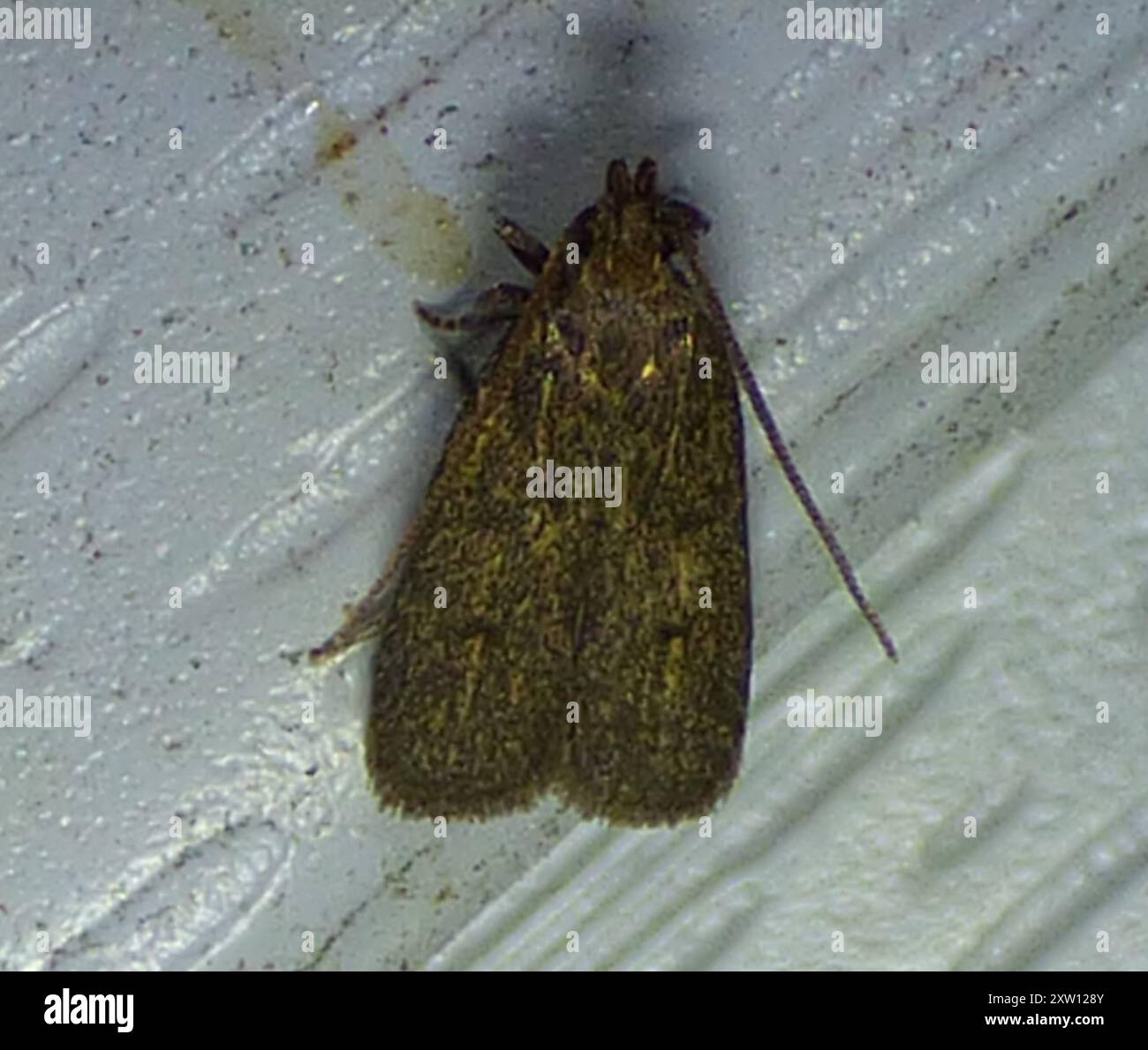 Juniper Tip Moth (Glyphidocera juniperella) Insecta Stock Photo - Alamy