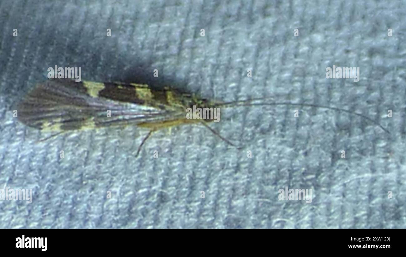 Net-spinning Caddisflies (Hydropsychidae) Insecta Stock Photo - Alamy