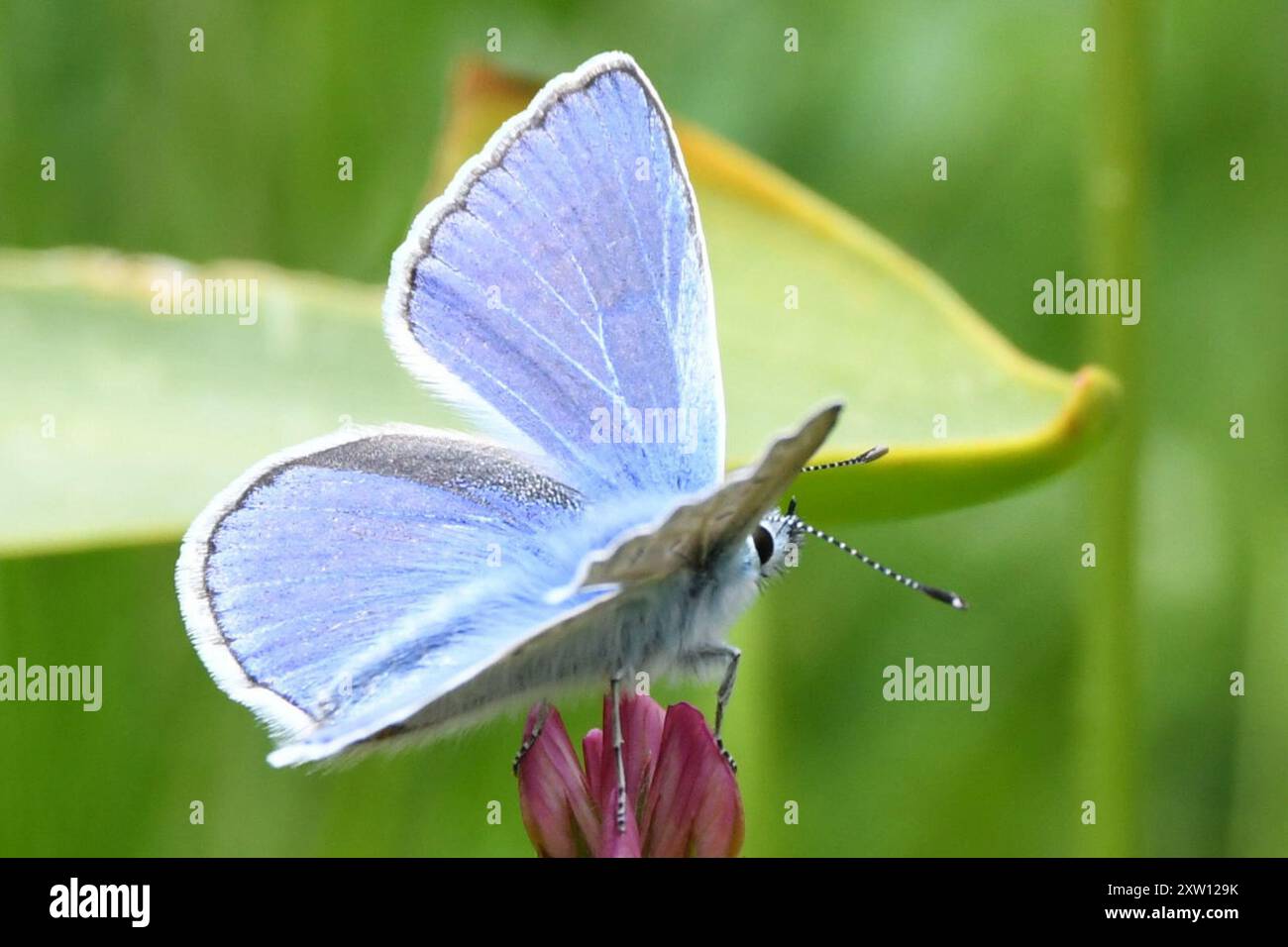 Common Blue (Polyommatus icarus) Insecta Stock Photo - Alamy