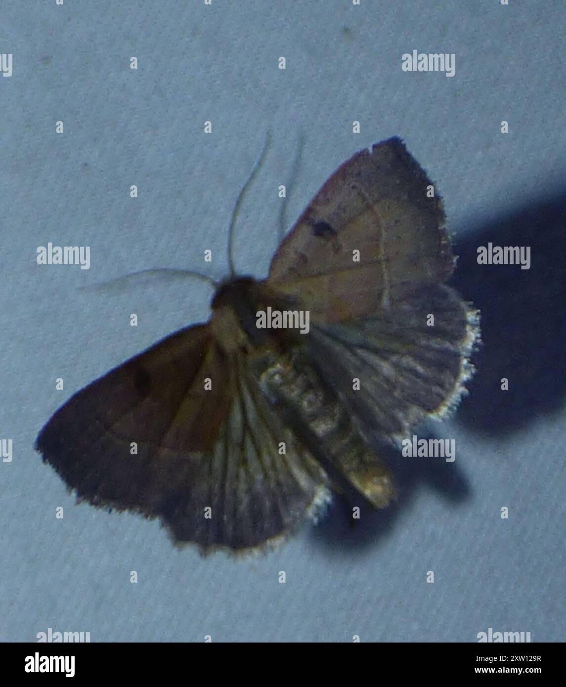 Owlet Moths and Allies (Noctuoidea) Insecta Stock Photo - Alamy