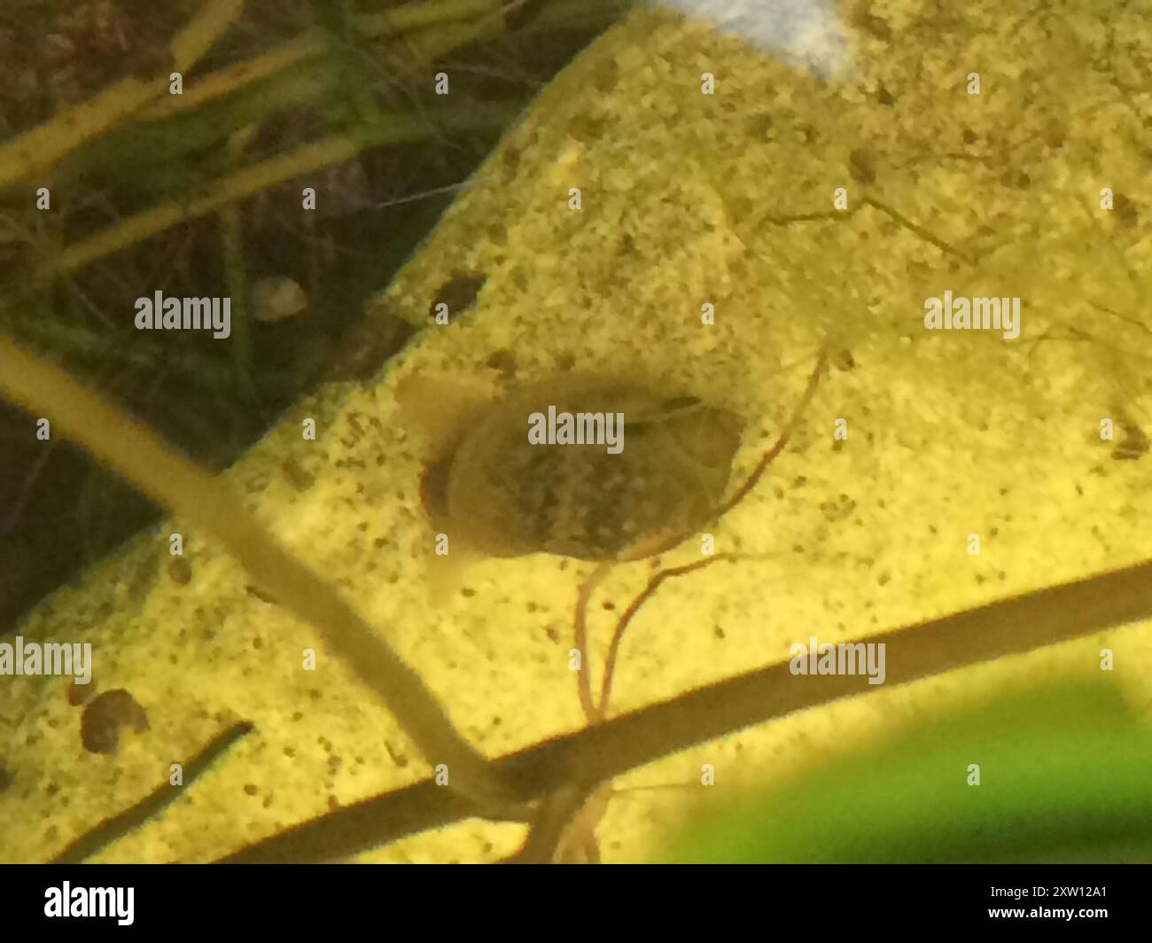 Pond and Melantho Snails (Lymnaeidae) Mollusca Stock Photo - Alamy
