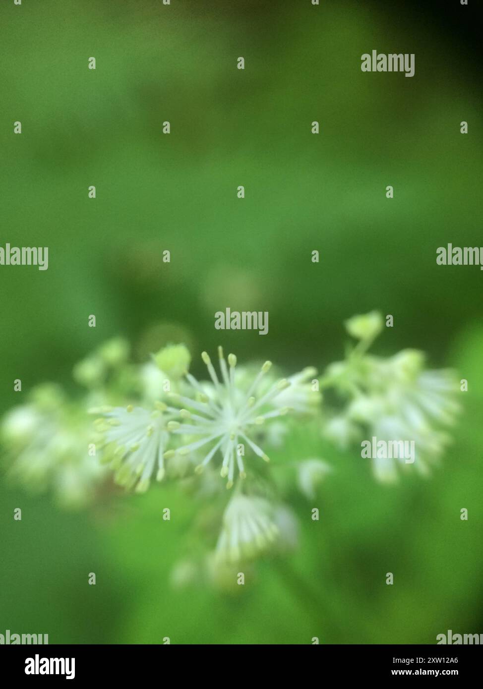 tall meadow-rue (Thalictrum pubescens) Plantae Stock Photo - Alamy