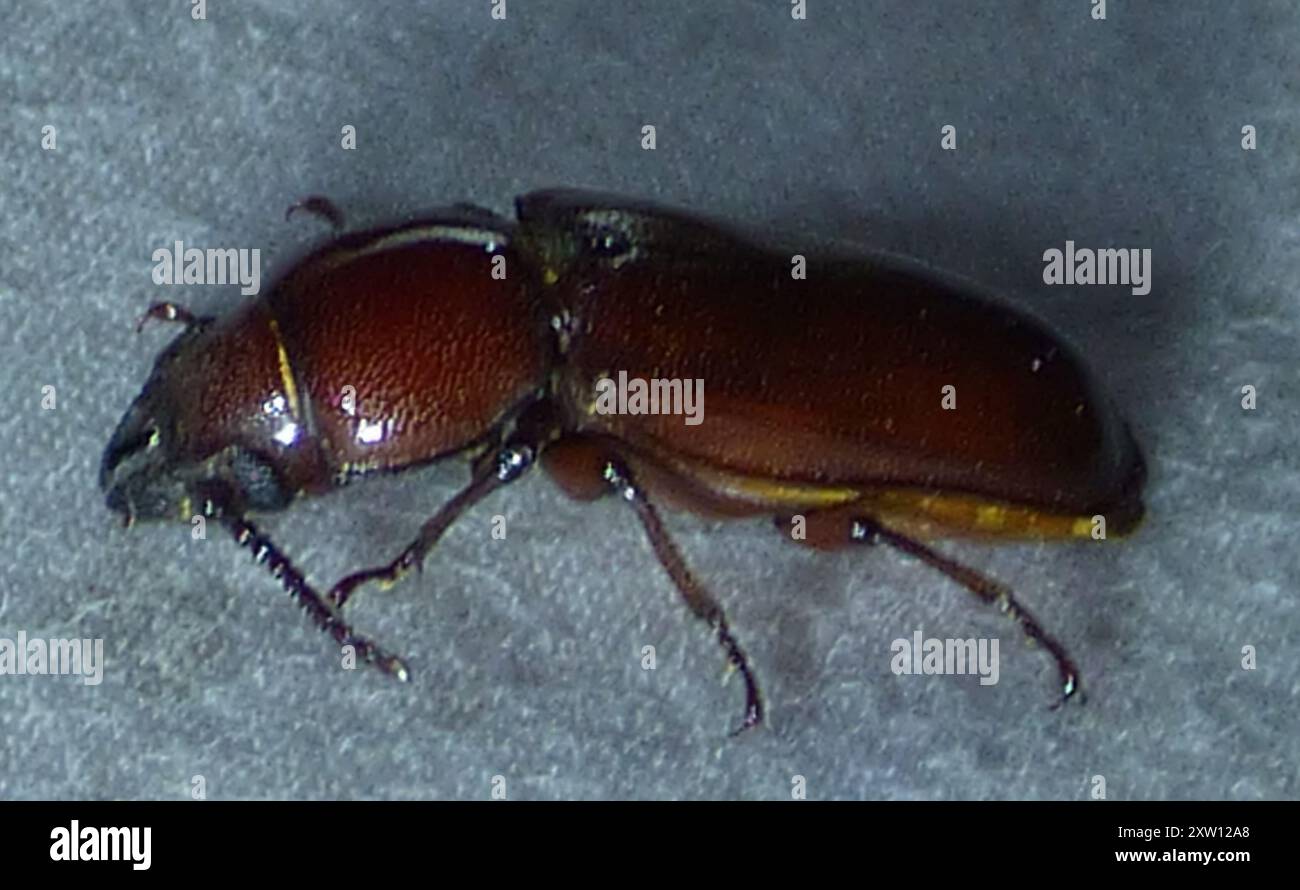 Pole Borer (Neandra brunnea) Insecta Stock Photo - Alamy