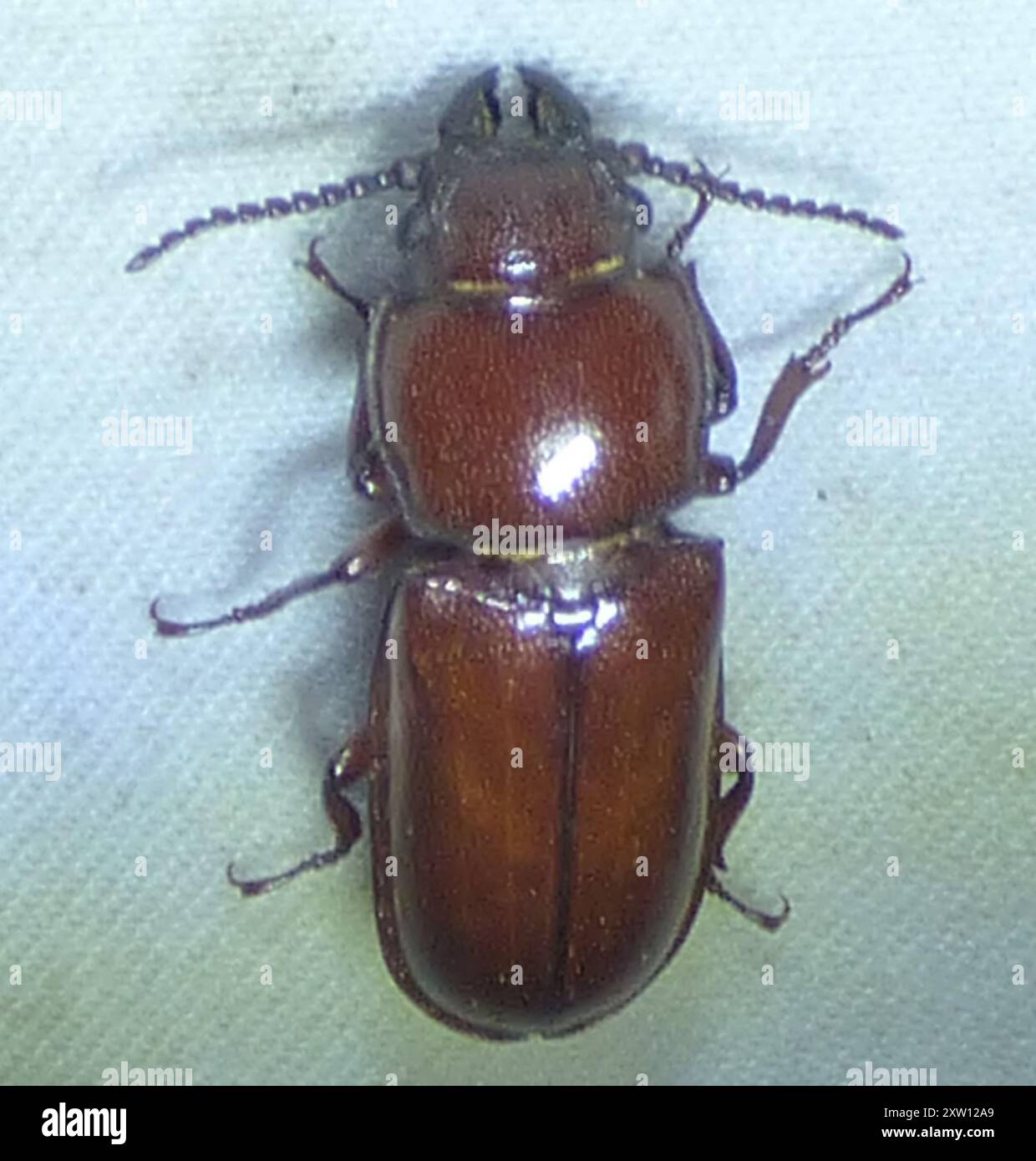 Pole Borer (Neandra brunnea) Insecta Stock Photo - Alamy