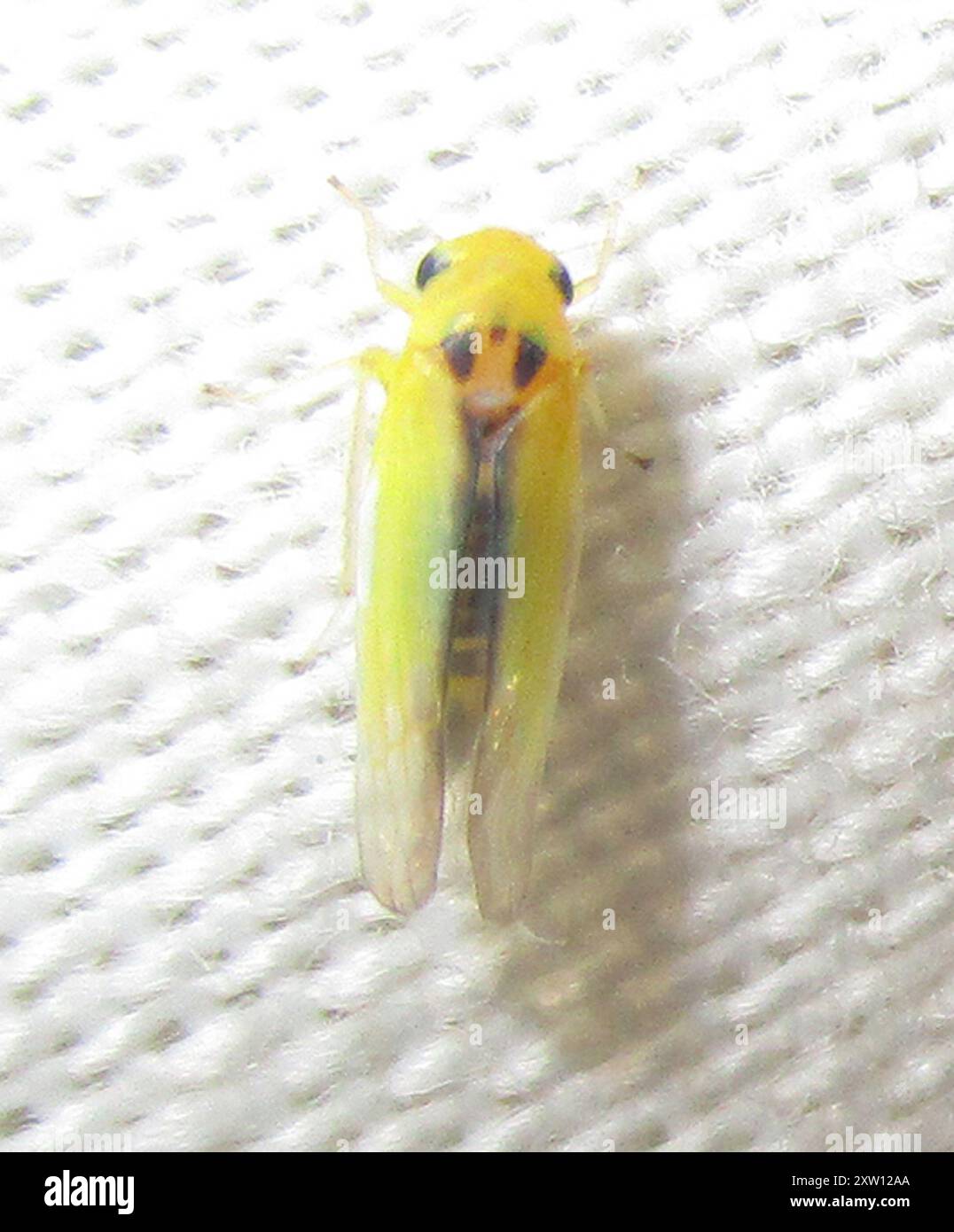 Typical Leafhoppers (Cicadellidae) Insecta Stock Photo - Alamy