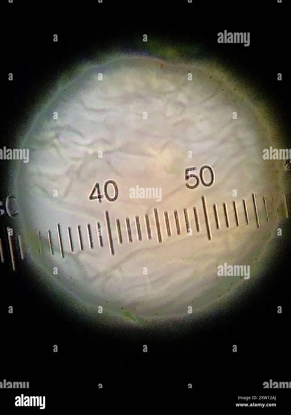 (Xylodon flaviporus) Fungi Stock Photo - Alamy