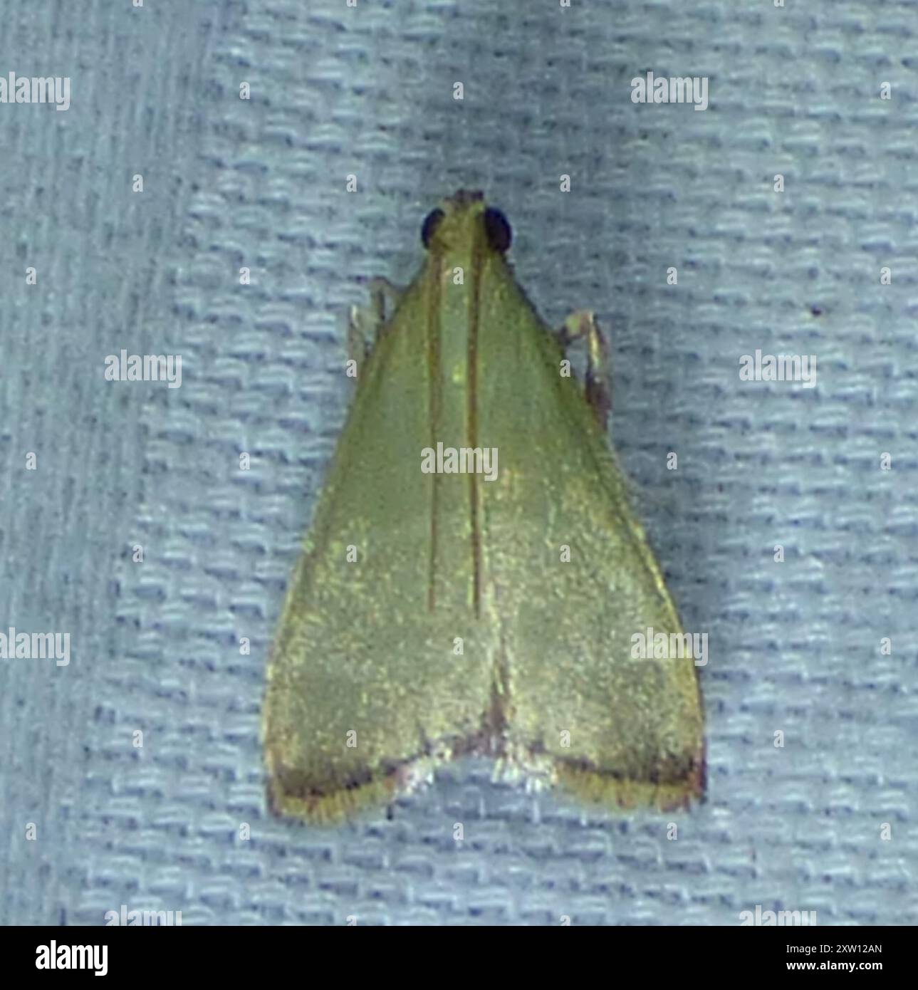 Olive Arta Moth (Arta olivalis) Insecta Stock Photo - Alamy