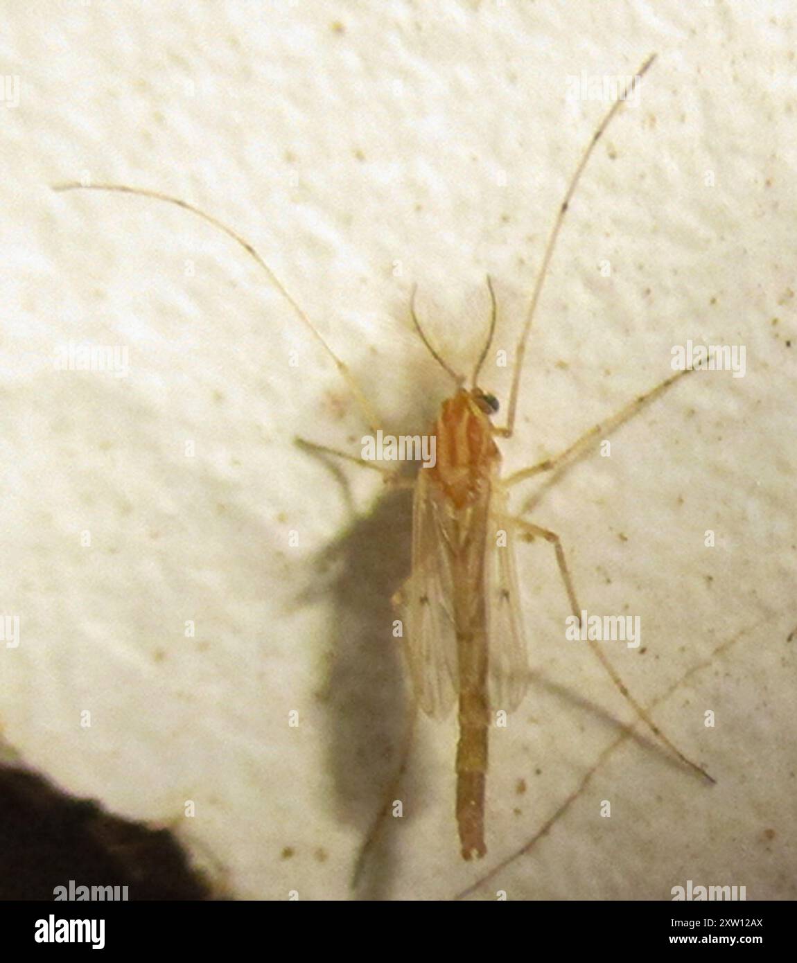 Non-biting Midges (Chironomidae) Insecta Stock Photo - Alamy