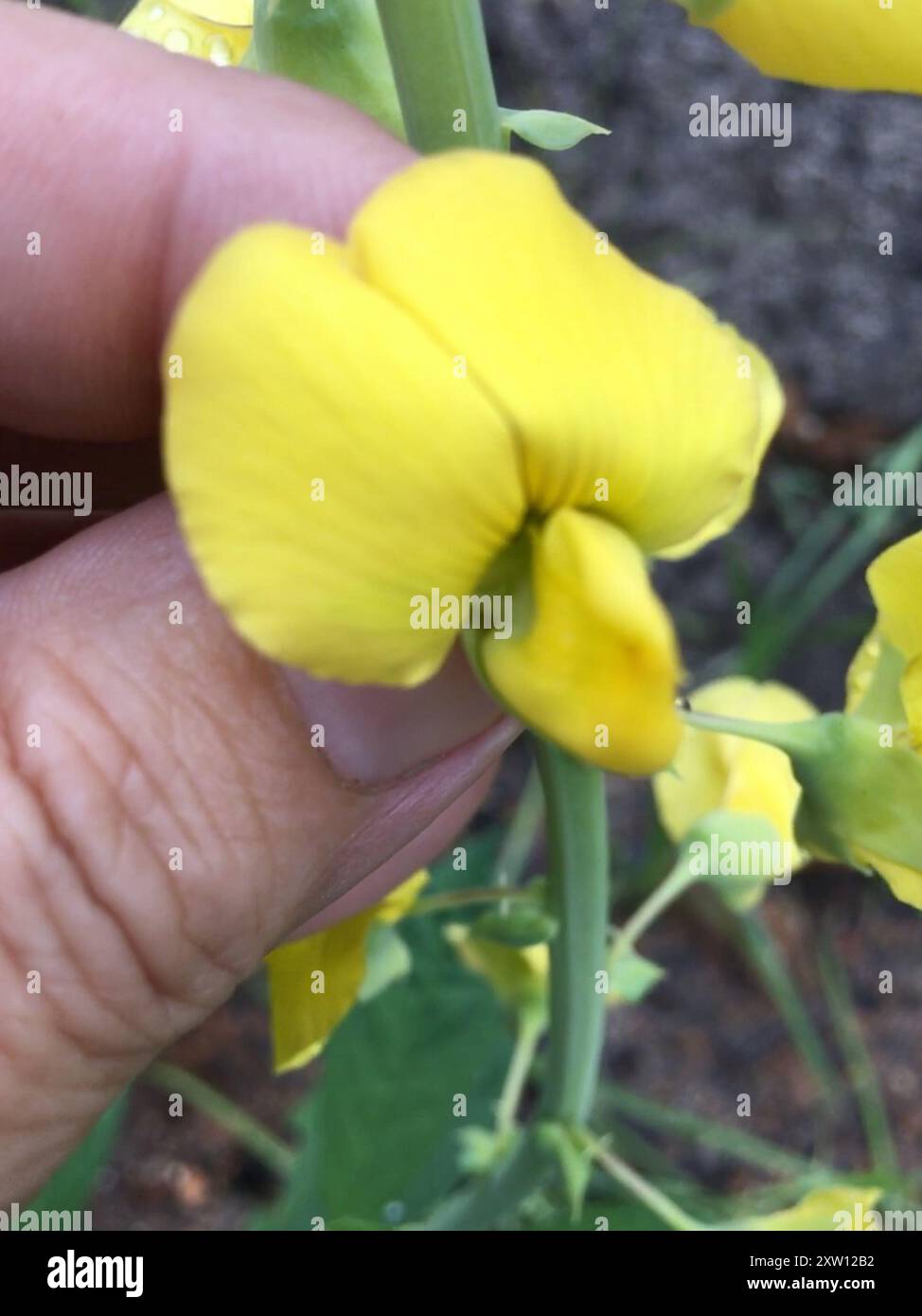 Showy Rattlebox (Crotalaria spectabilis) Plantae Stock Photo - Alamy
