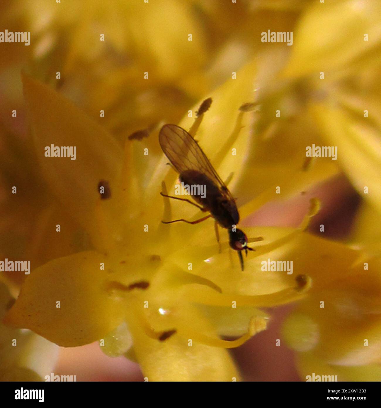 Micro Bee Flies (Mythicomyiidae) Insecta Stock Photo - Alamy