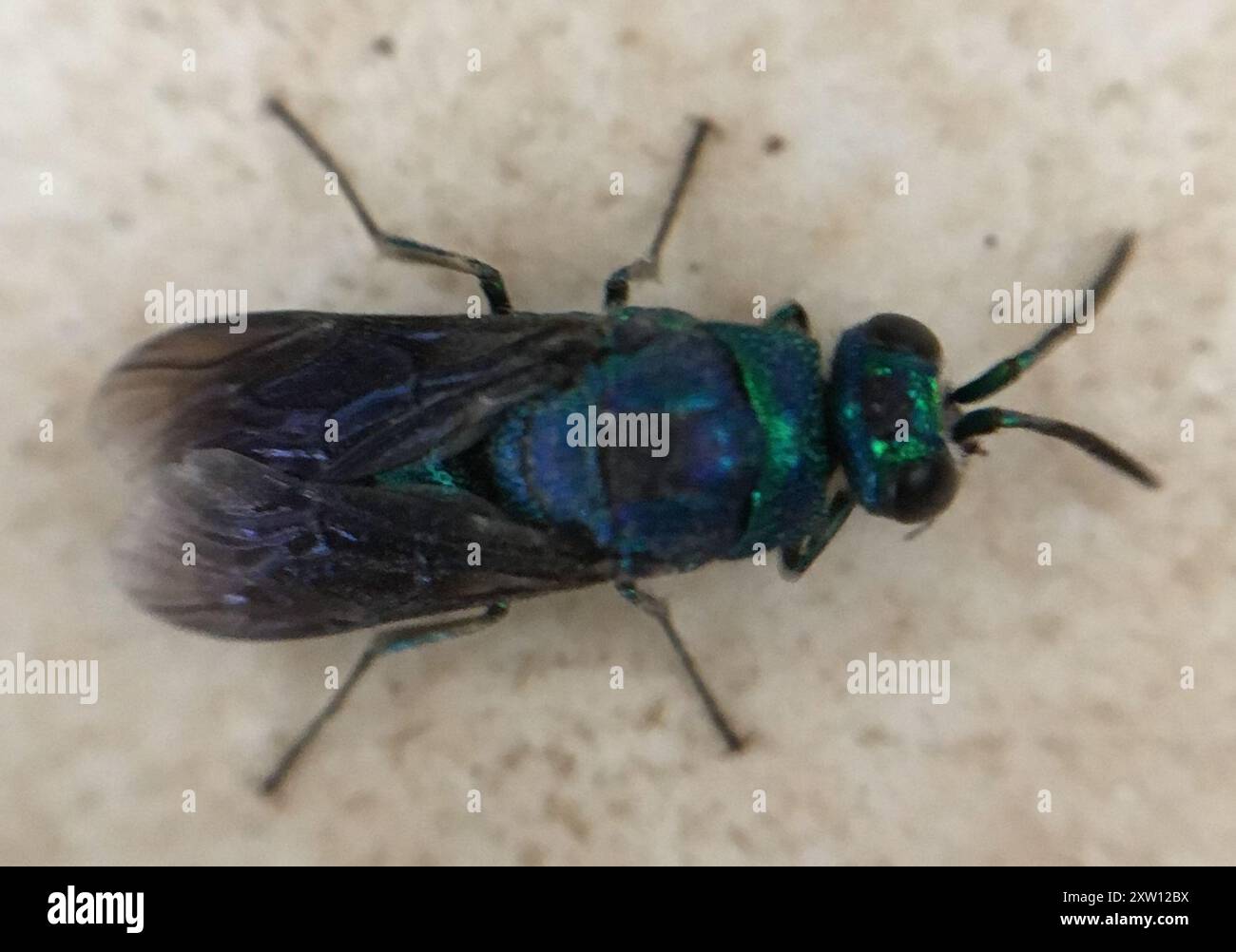 Metallic Bluish-green Cuckoo Wasp (Chrysis angolensis) Insecta Stock ...