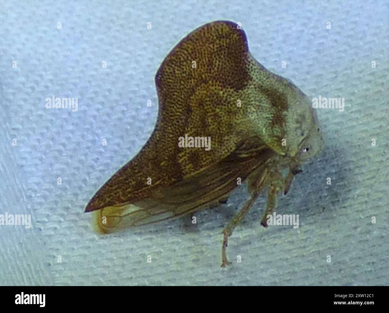 Sycamore Treehopper (Telamona collina) Insecta Stock Photo - Alamy