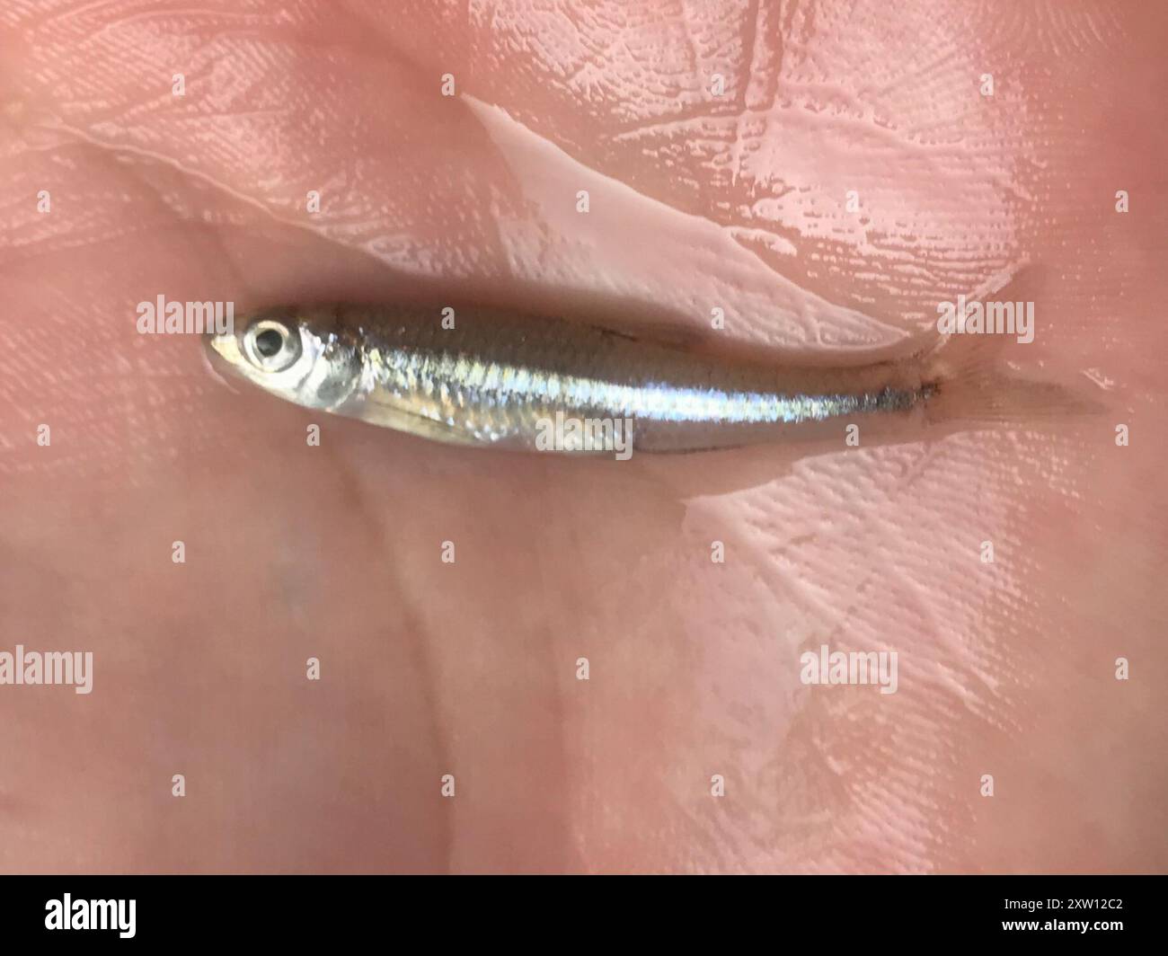 North American Minnows (Pogonichthyinae) Actinopterygii Stock Photo - Alamy